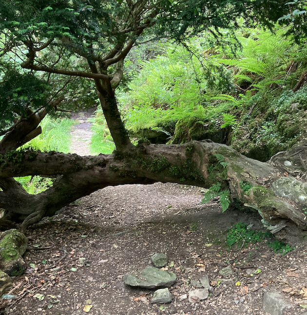 Tay Trails | Guided Walks in Dunkeld and Birnam, Perthshire — The Taybank