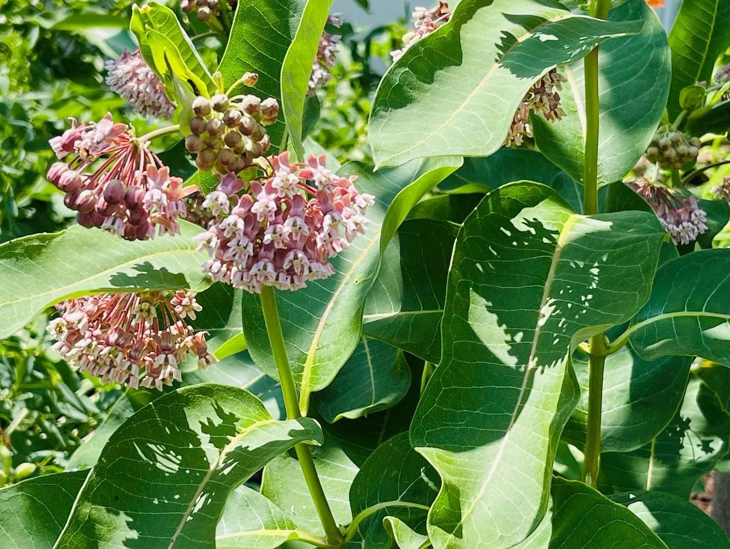 Why Native Plants — Plymouth Pollinators