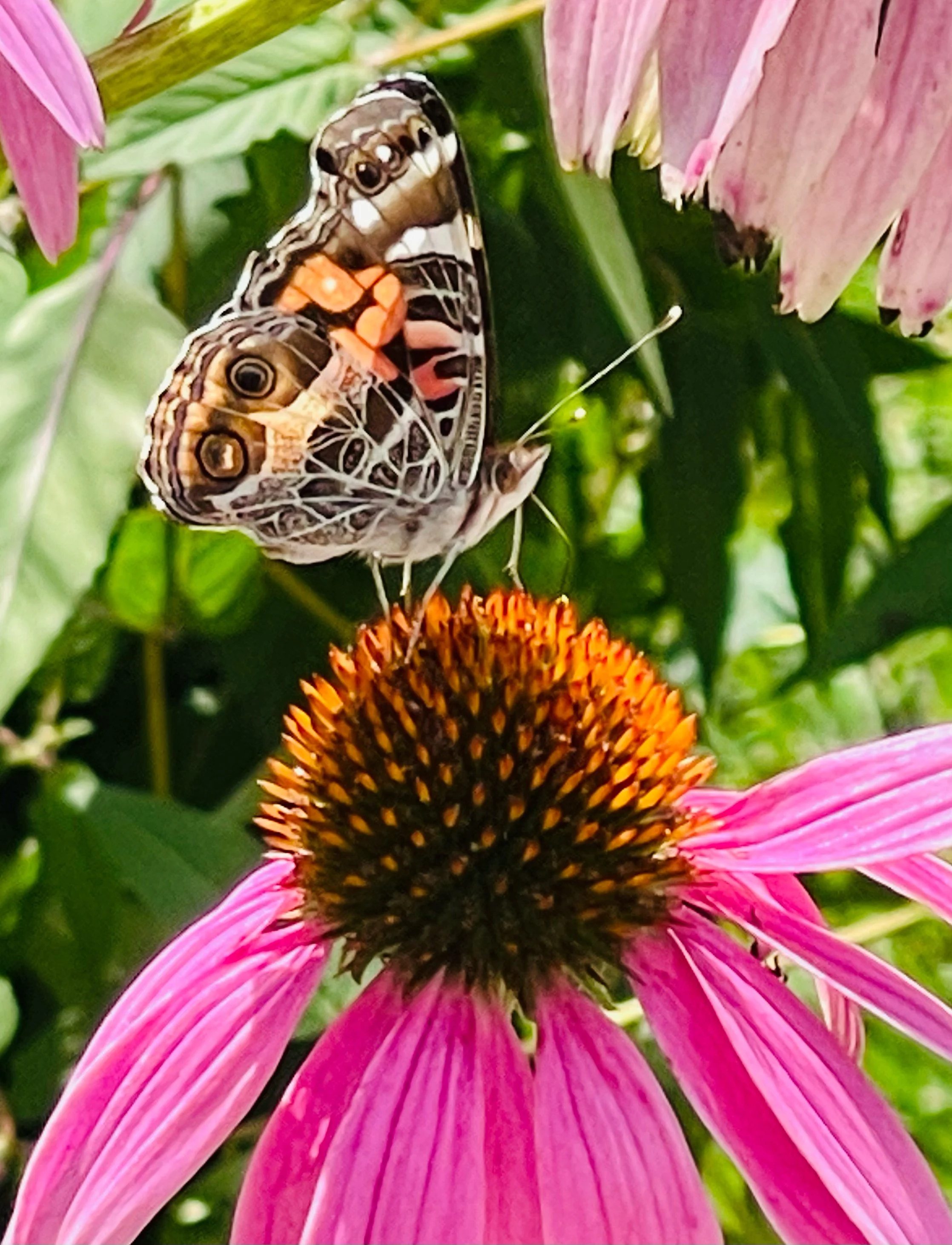 Who Are the Pollinators — Plymouth Pollinators