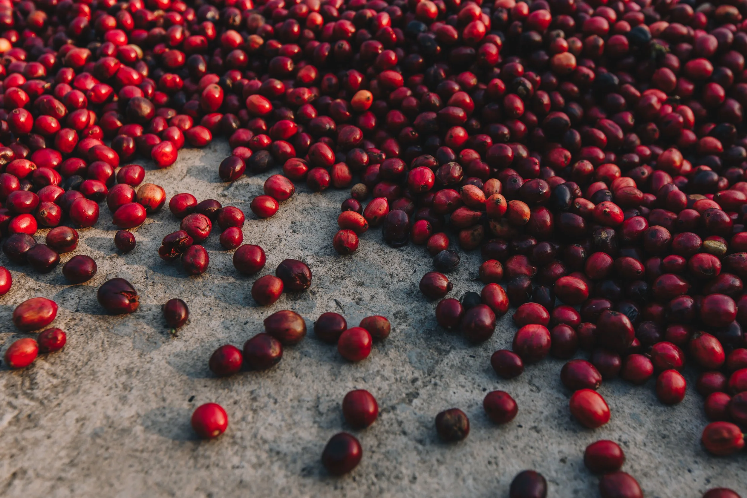 The Chantal Coffee Company