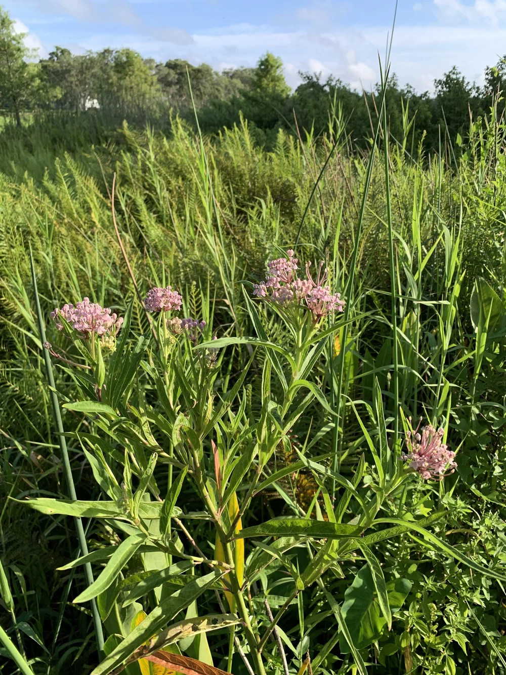 Crescent Lake — Stewards of Our Urban Lakes
