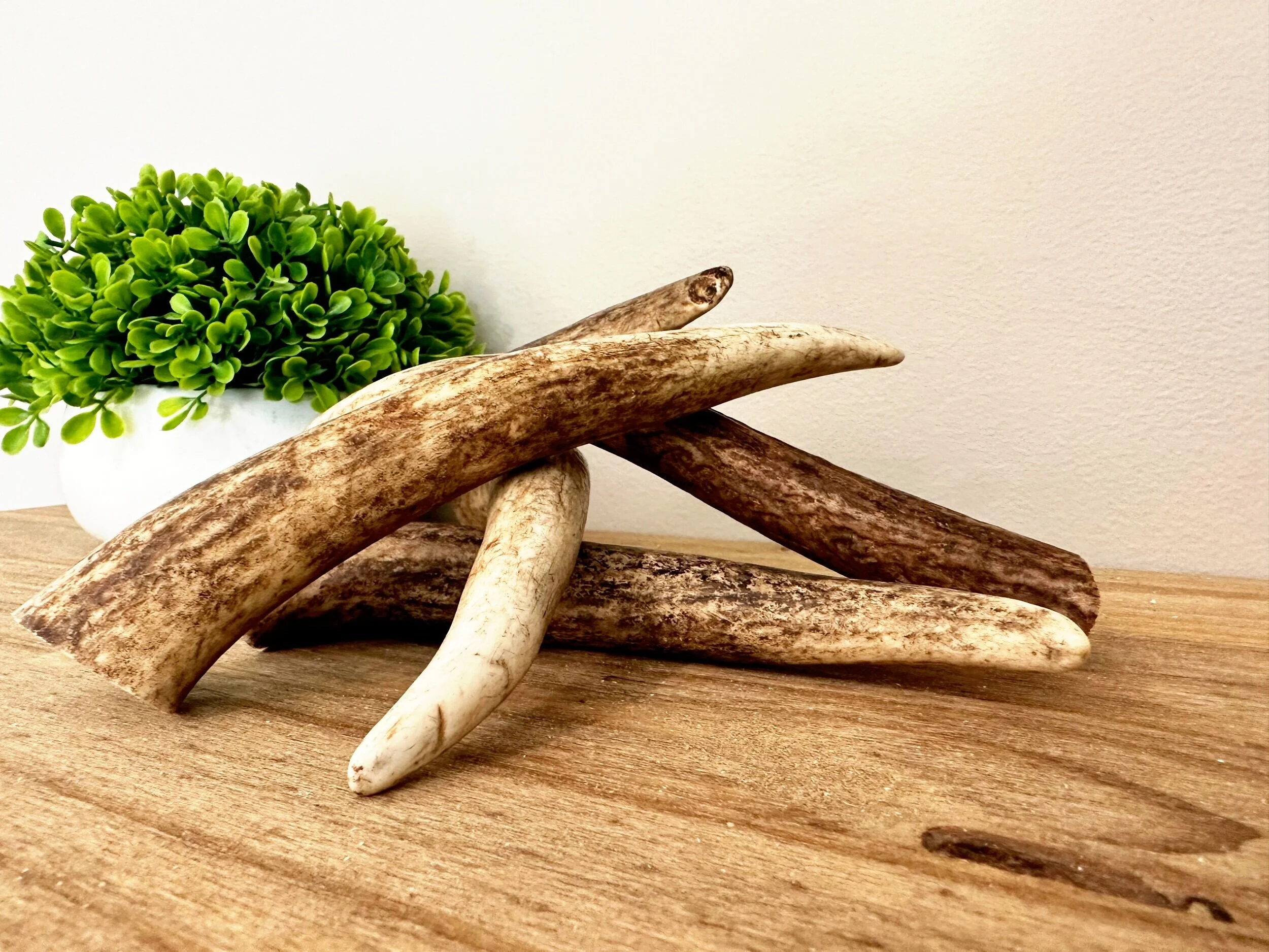 Elk Antler Dog Chews - All Natural [Premium Quality] [Real Naturally ...
