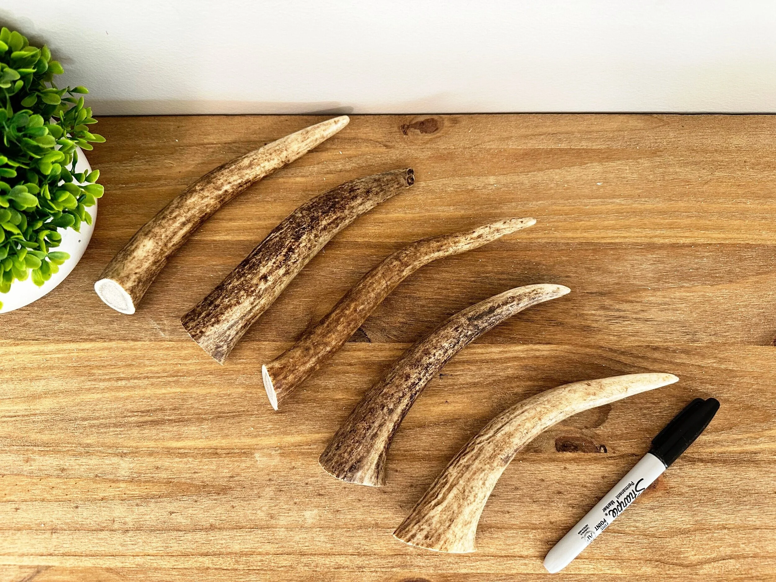 Elk Antler Dog Chews - All Natural [Premium Quality] [Real Naturally ...