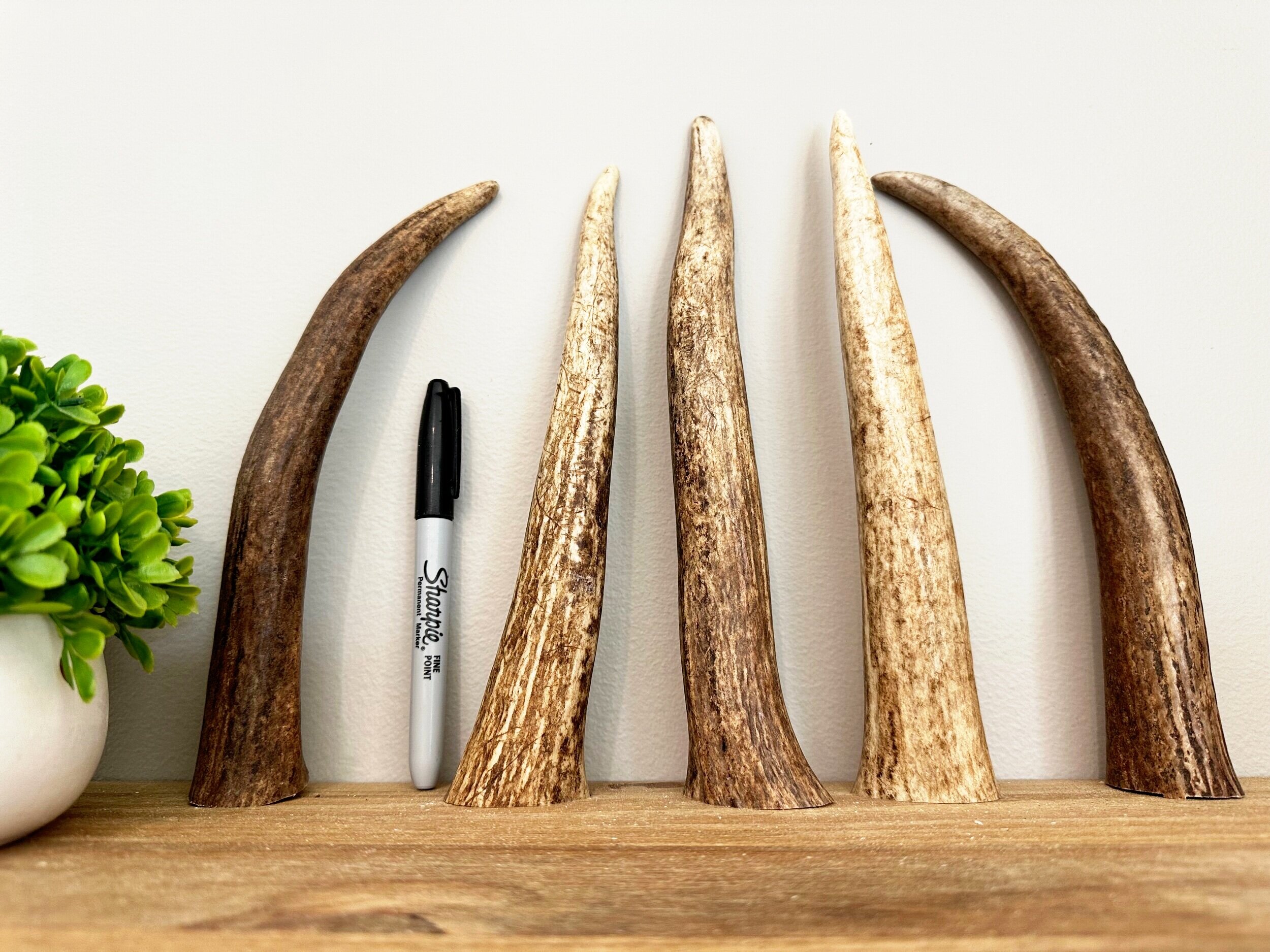 Elk Antler Dog Chews - All Natural [Premium Quality] [Real Naturally ...