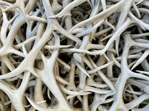Why are Antlers and Horns Different? (Learn about Deer, Moose, Elk ...