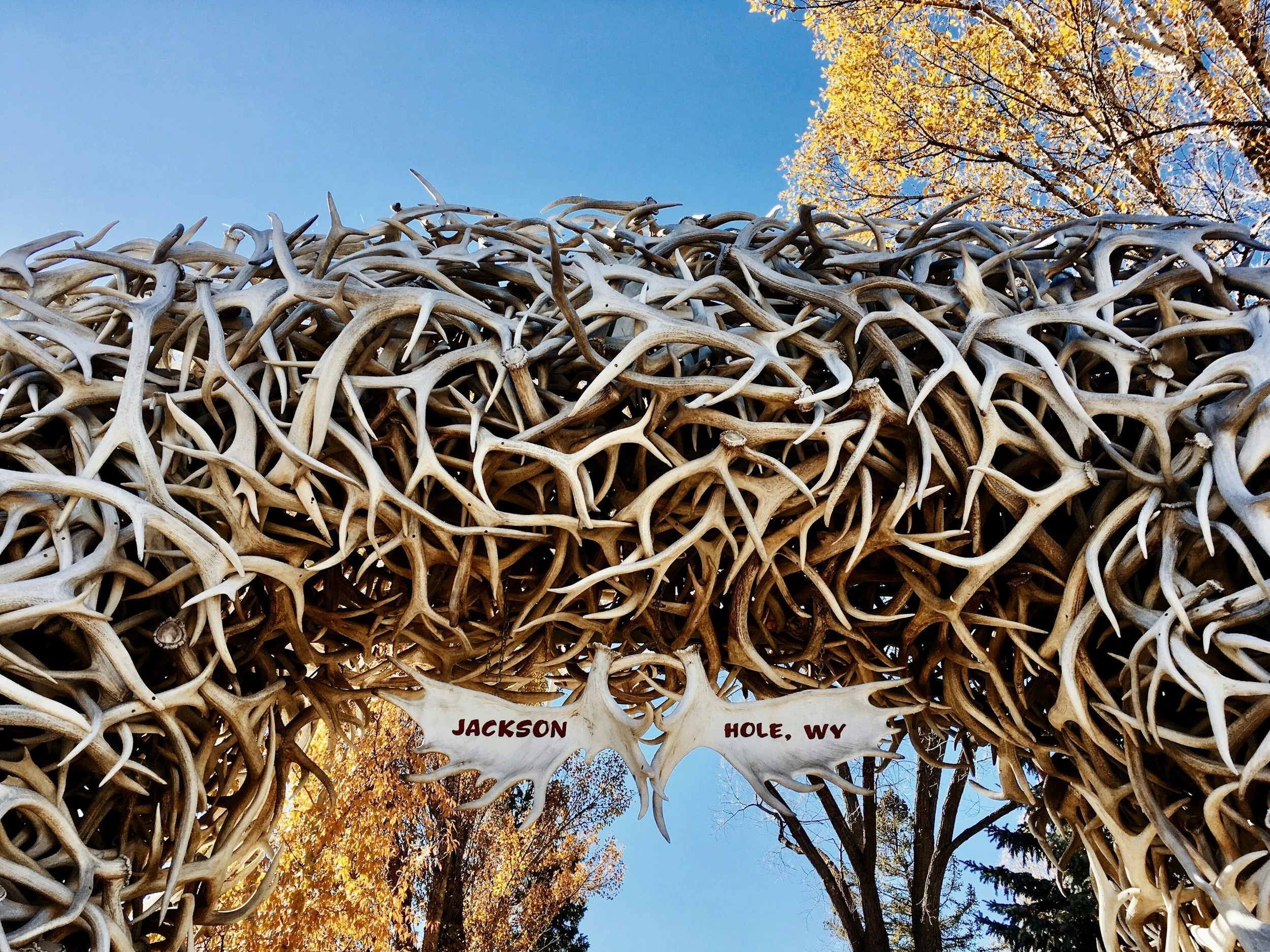 In the Know with Antler Terminology — Antler Ridge Co