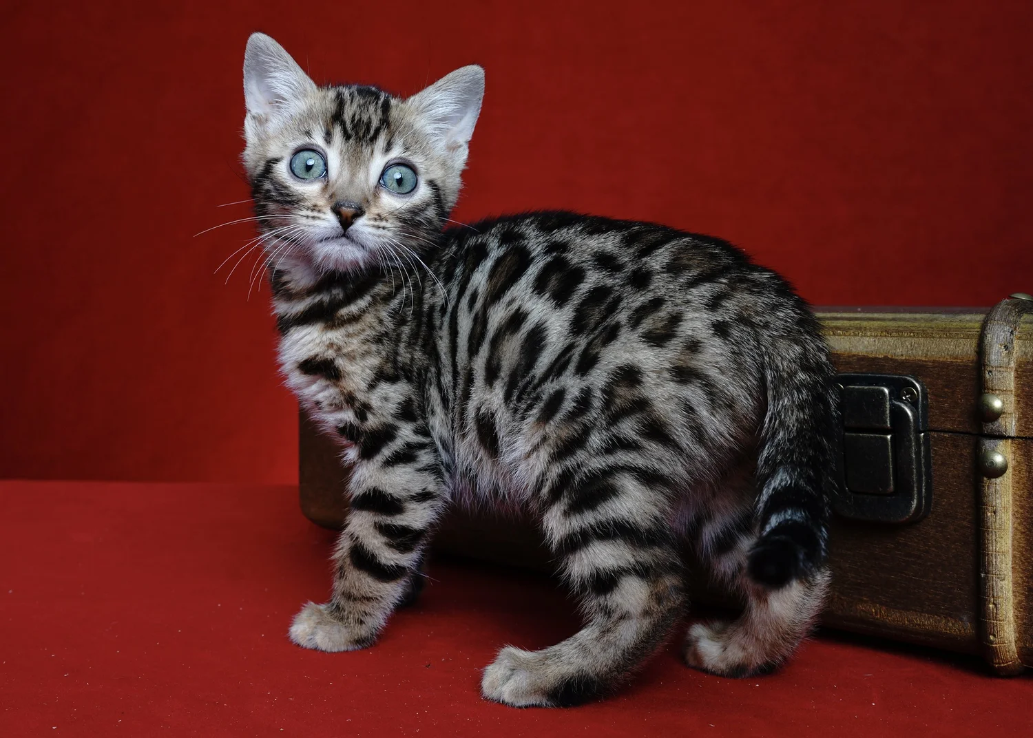 Bengal Cat Colors — Legendary Bengal Cattery