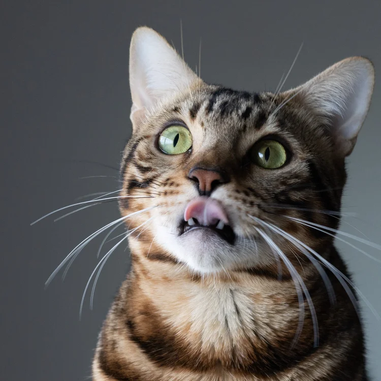 Bengal Cat Colors — Legendary Bengal Cattery