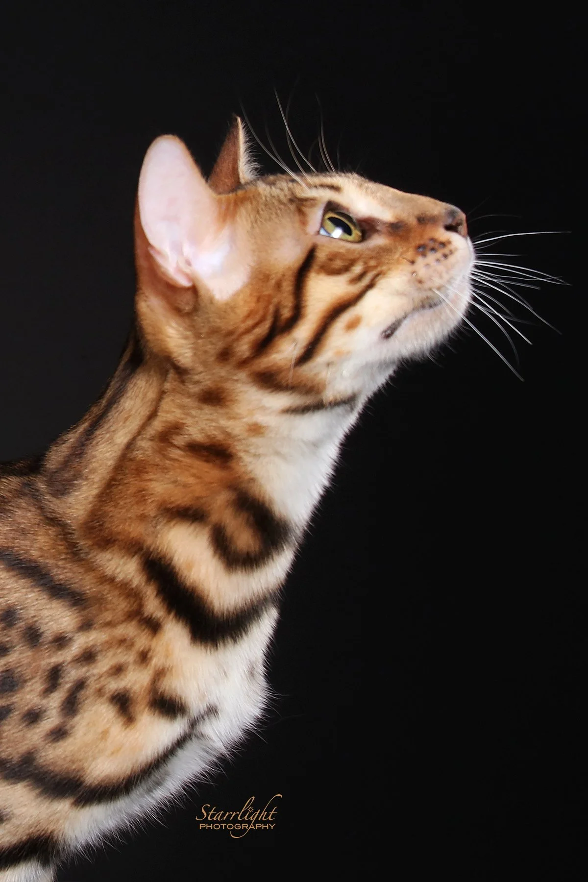 Bengal Cat Colors — Legendary Bengal Cattery