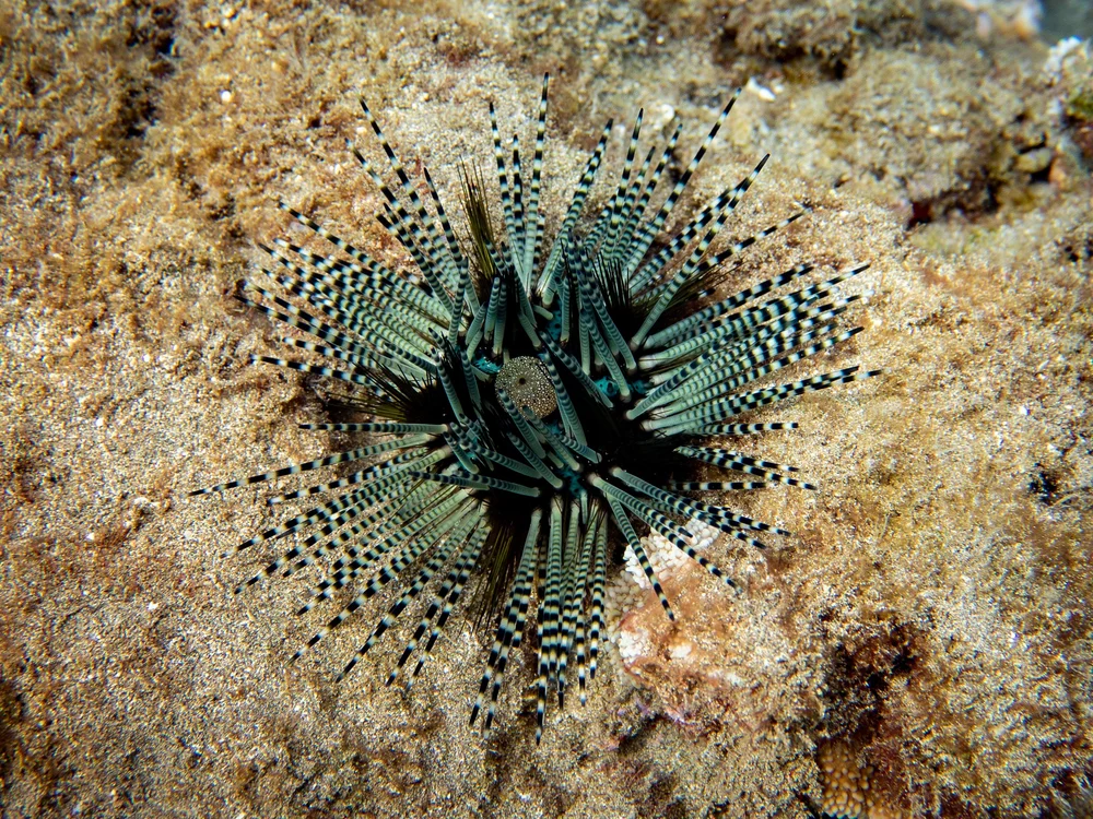 This is Echinothrix calamaris or Banded Sea Urchin — Ocean Project Maui ...