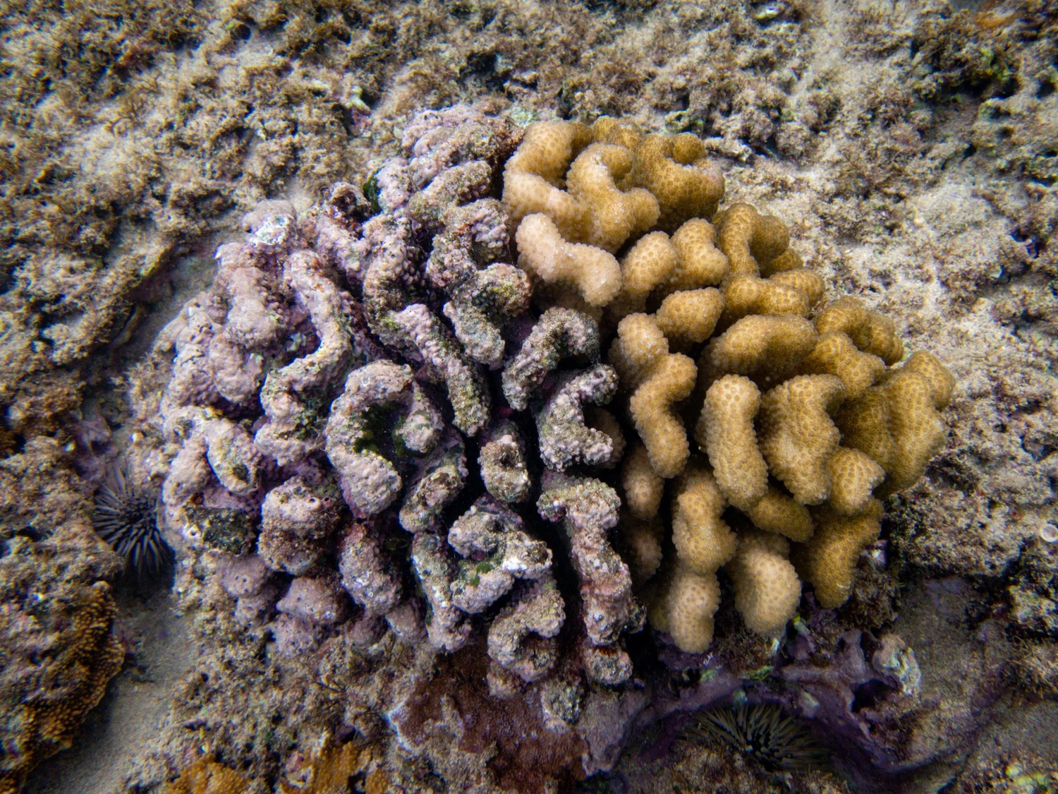 This is Pocillopora meandrina or stressed Cauliflower Coral — Ocean ...