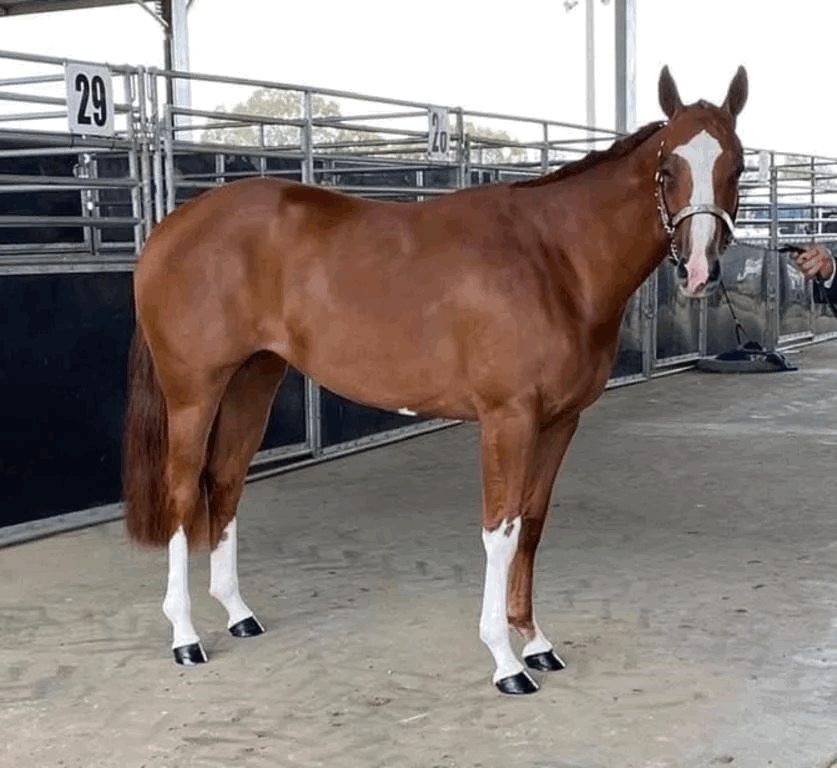 Auction Results — Andrew Wilson and Co