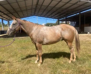 Auction Results — Andrew Wilson and Co