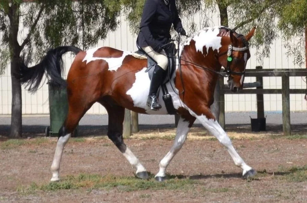 Auction Results — Andrew Wilson and Co