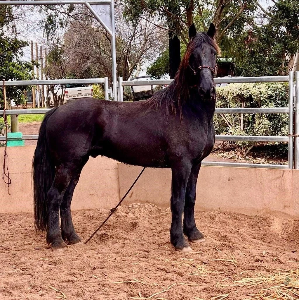 Auction Results — Andrew Wilson and Co