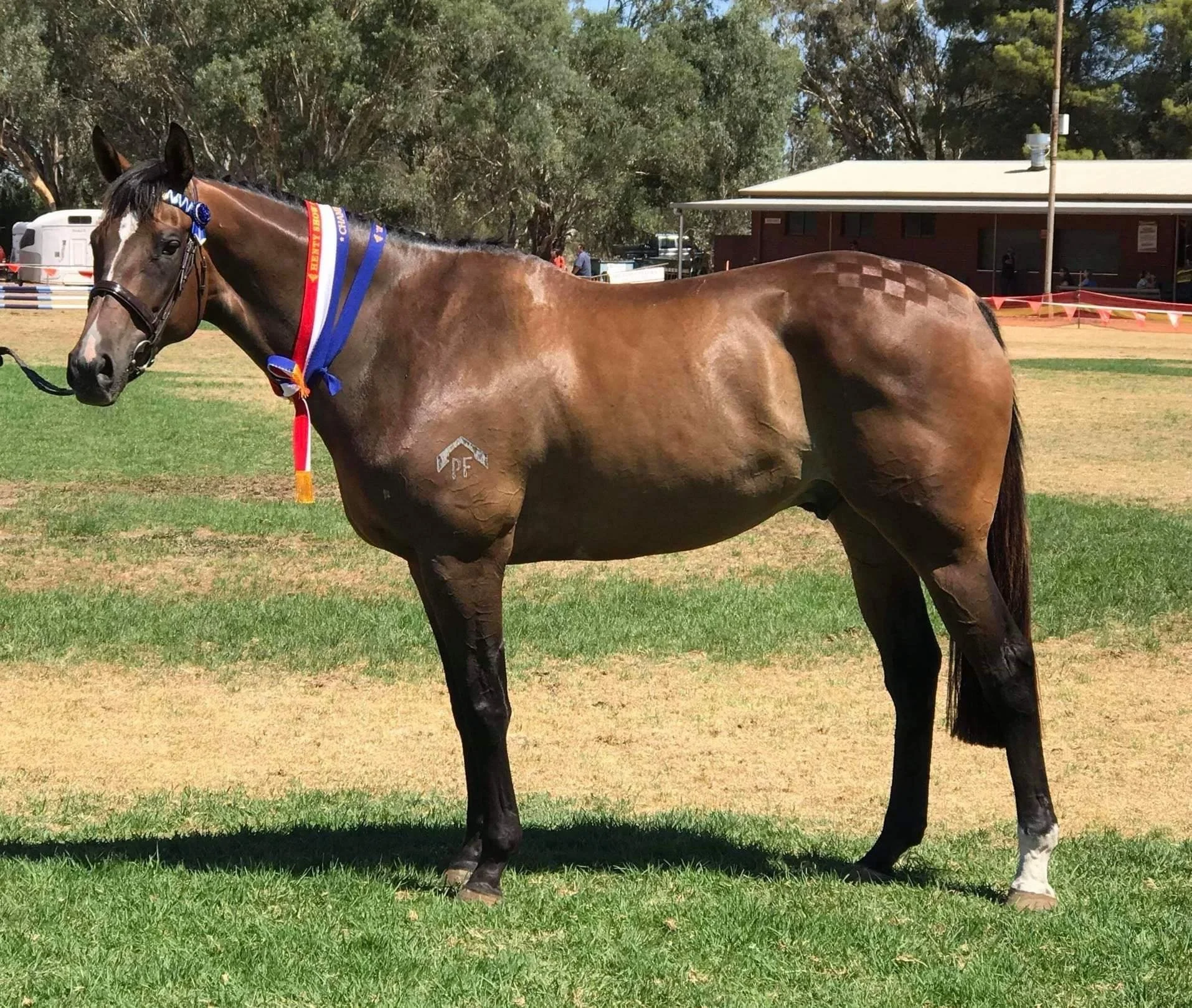 Full Auction Results — Andrew Wilson and Co