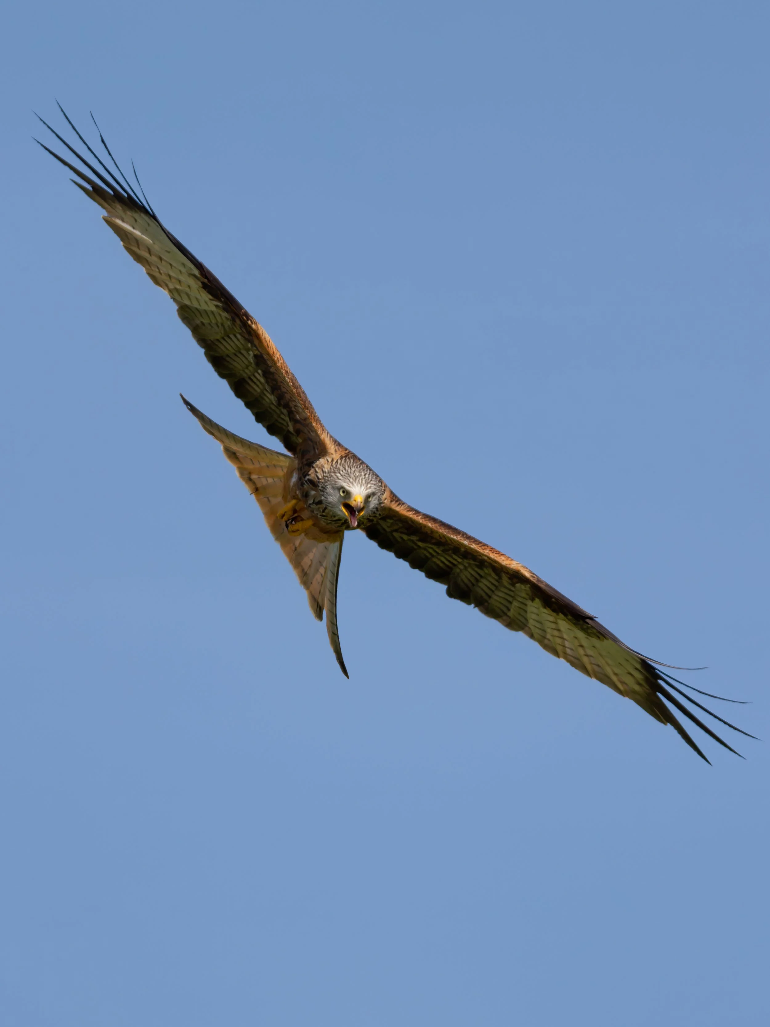 Red Kite Photography Workshops — Marc Humphrey Photography