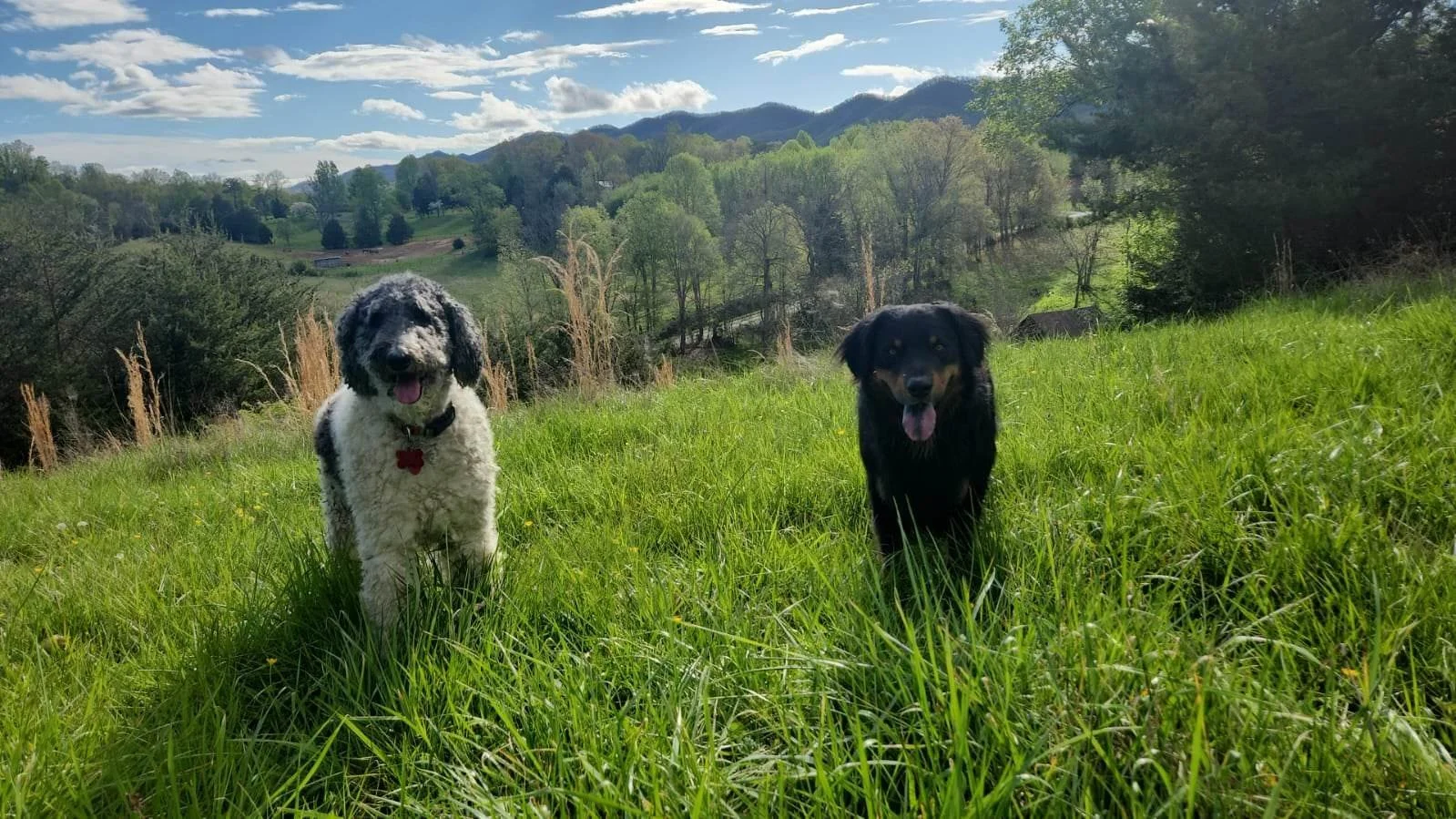 Ecotherapy — Fauna Forest Farm