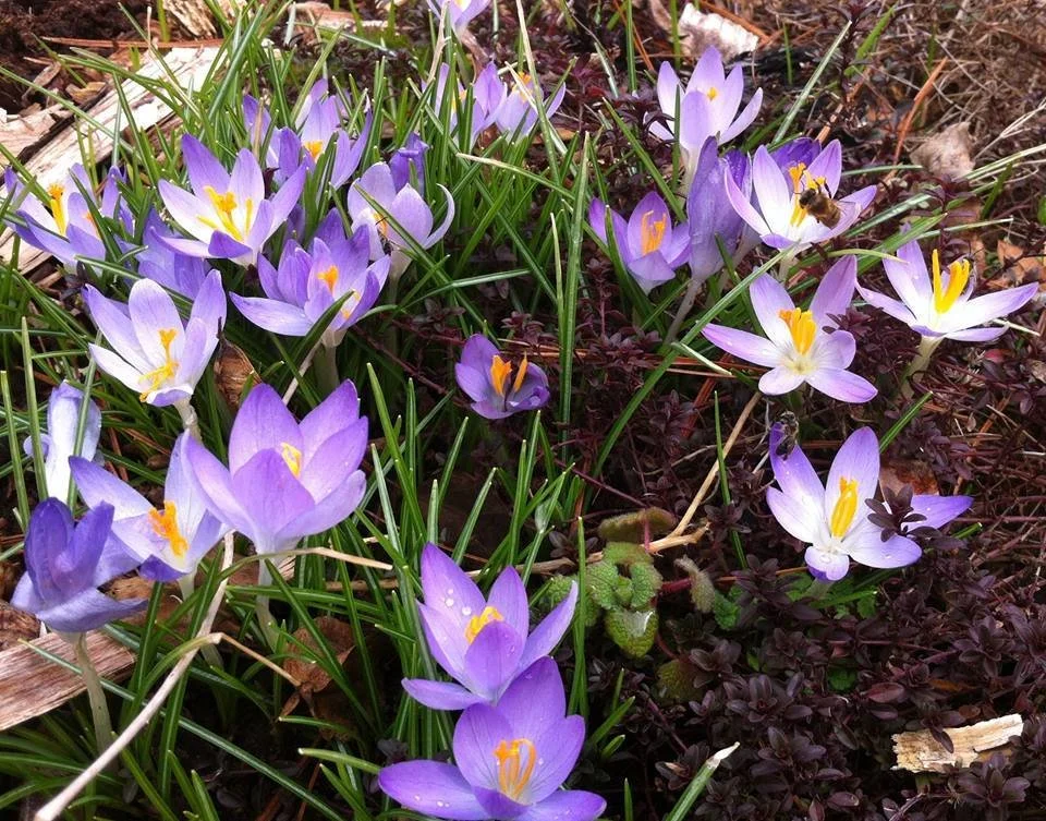 Ecotherapy — Fauna Forest Farm