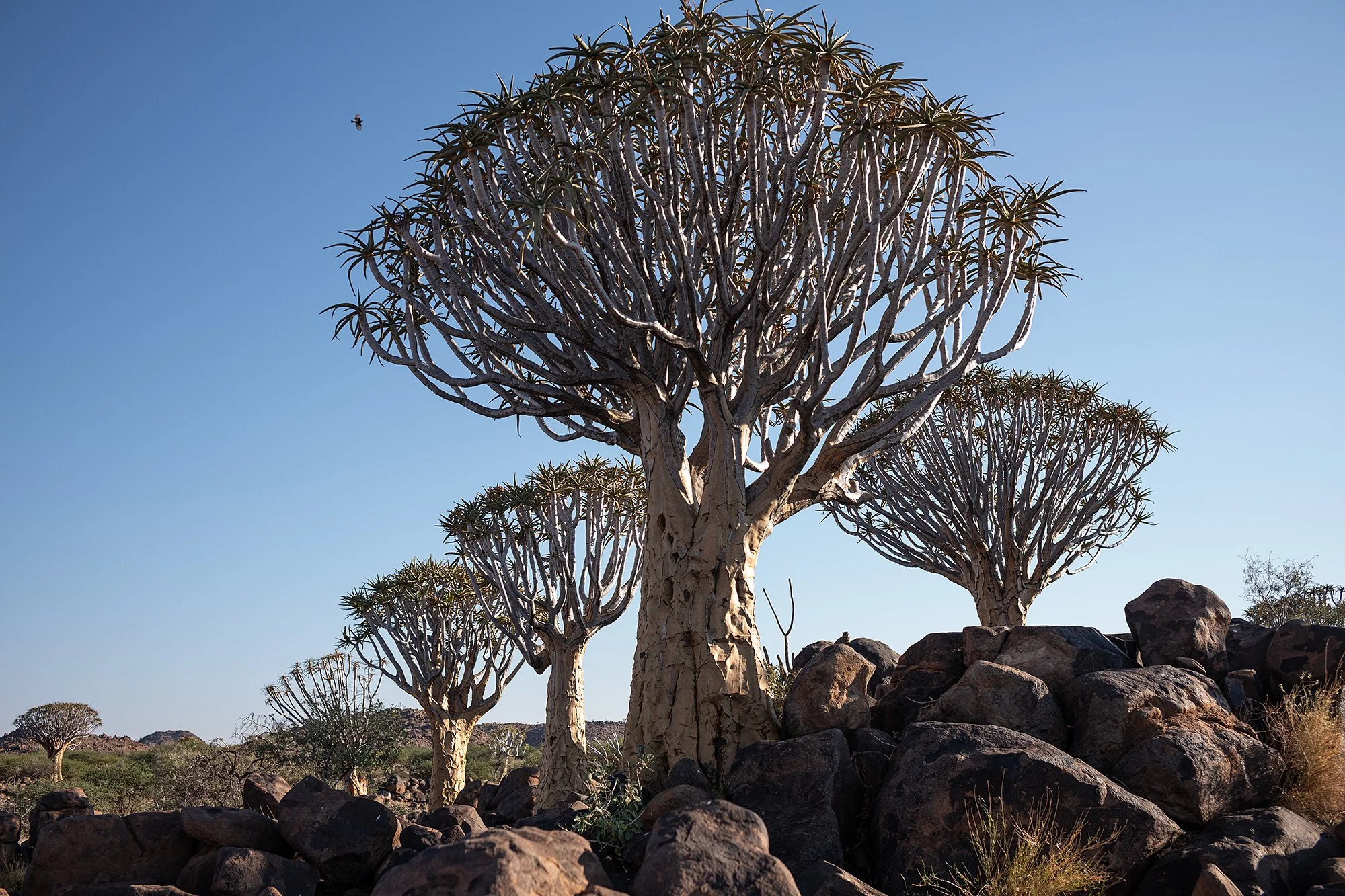 Namibia chapter. 1: Quiver Tree Forest and Giant's Playground — Kuo Vadis