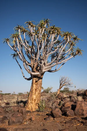 Namibia chapter. 1: Quiver Tree Forest and Giant's Playground — Kuo Vadis