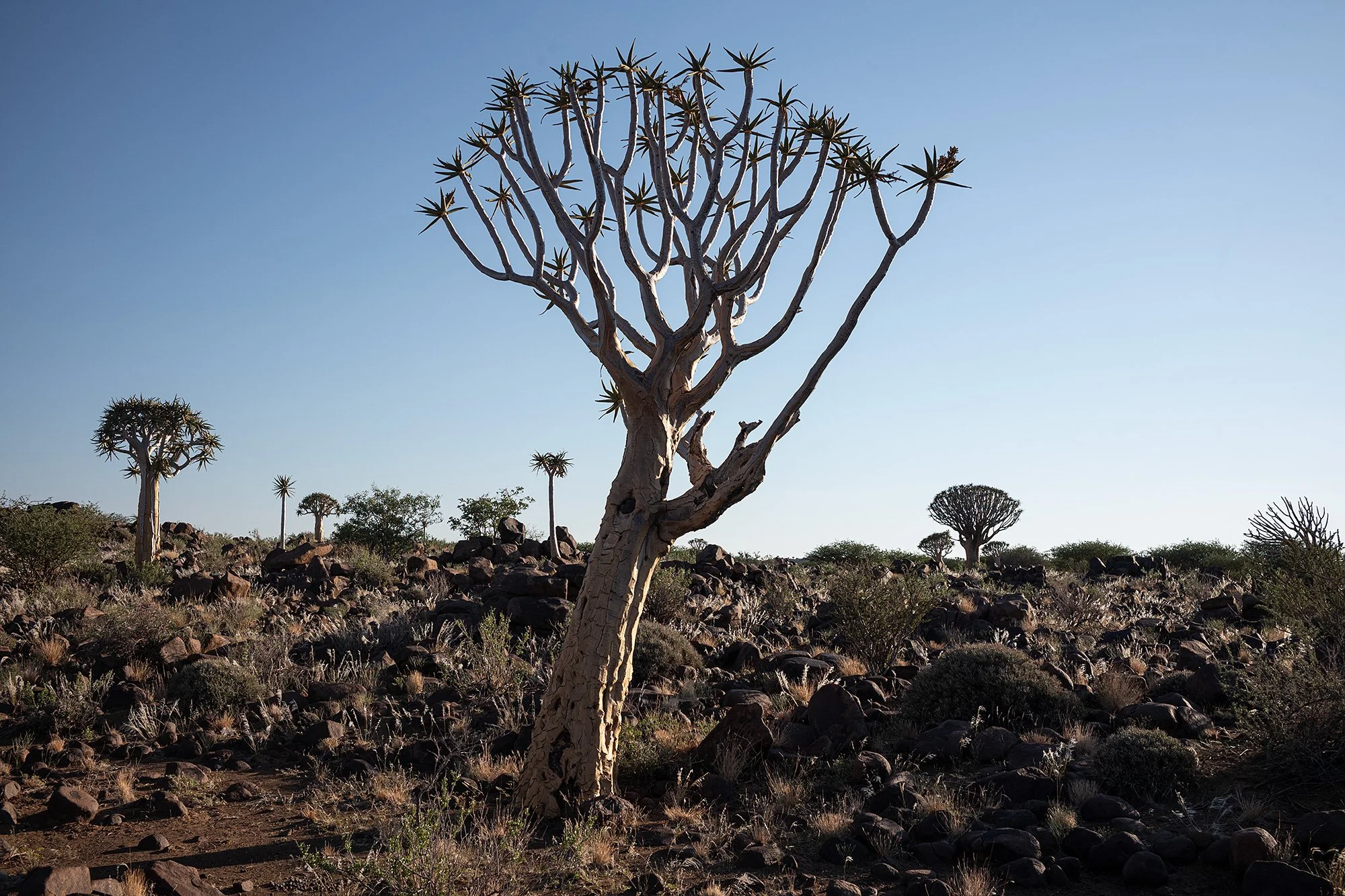 Namibia chapter. 1: Quiver Tree Forest and Giant's Playground — Kuo Vadis