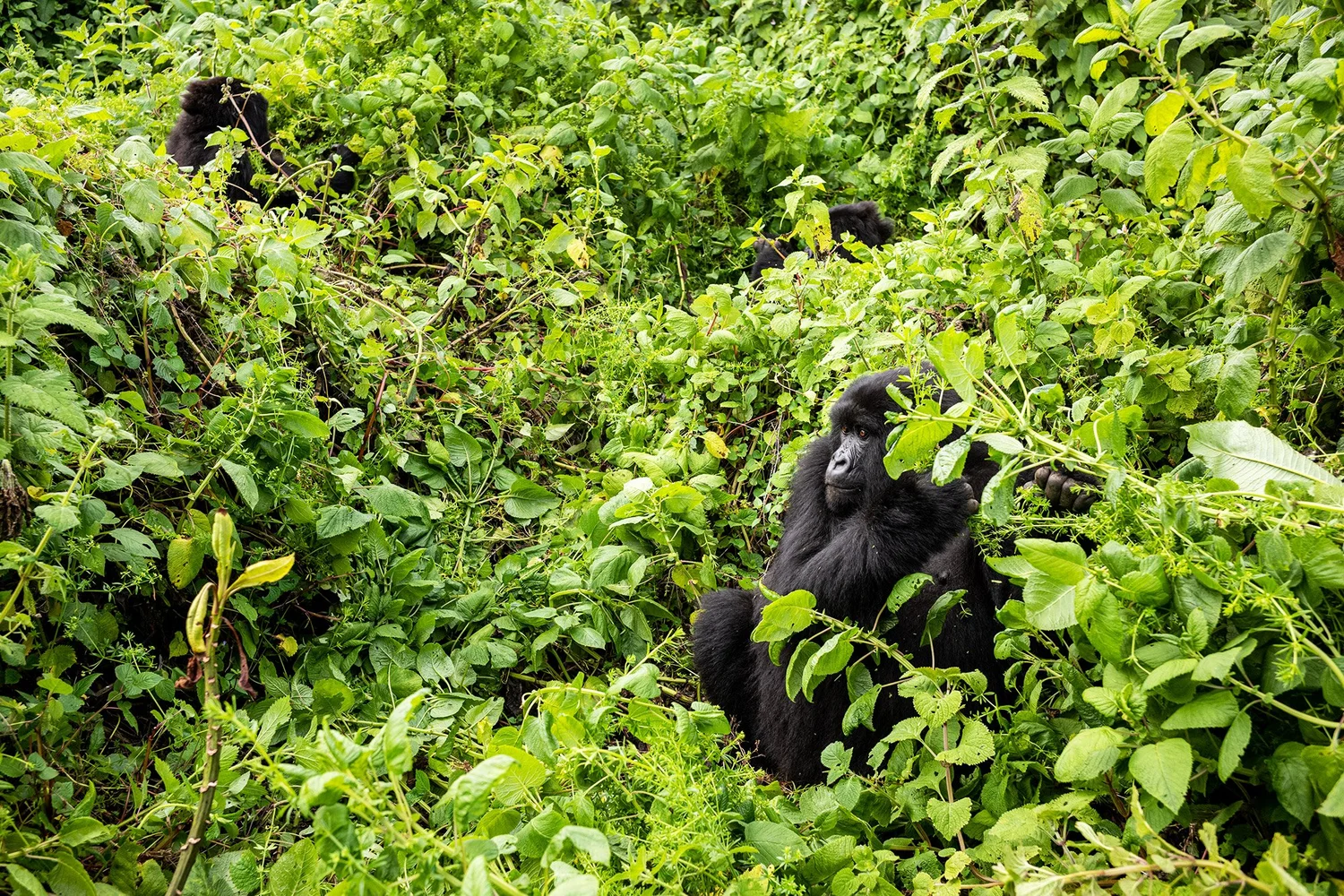 On the trail of mountain gorillas and golden monkeys in Rwanda & Uganda ...