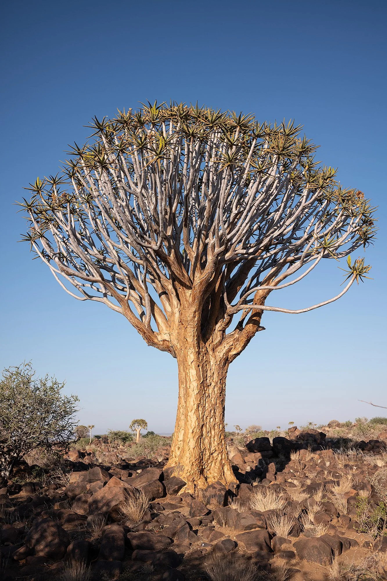 Namibia chapter. 1: Quiver Tree Forest and Giant's Playground — Kuo Vadis