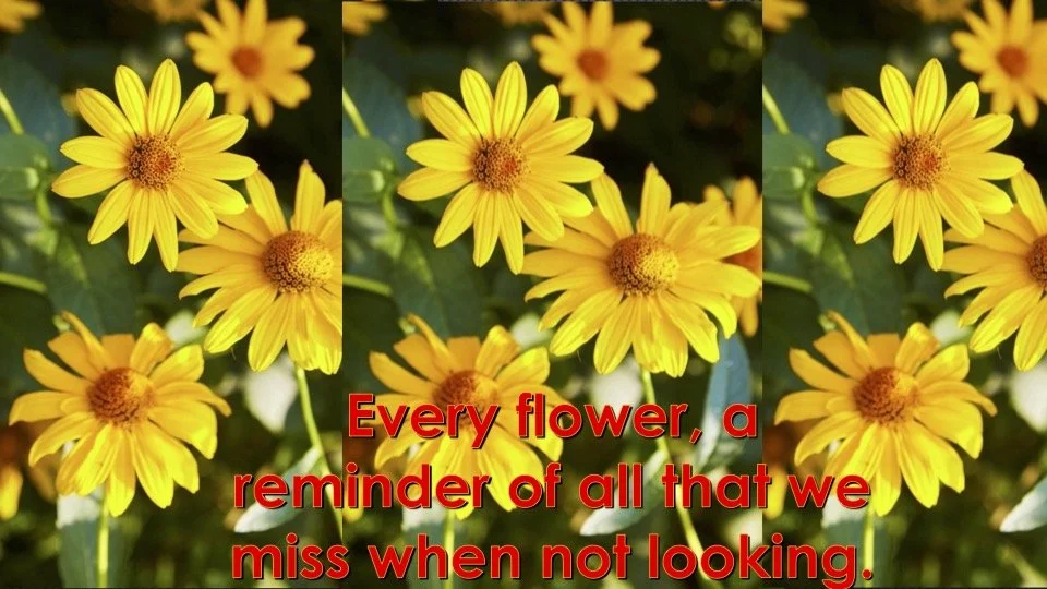 Haiku Poems About Flowers
