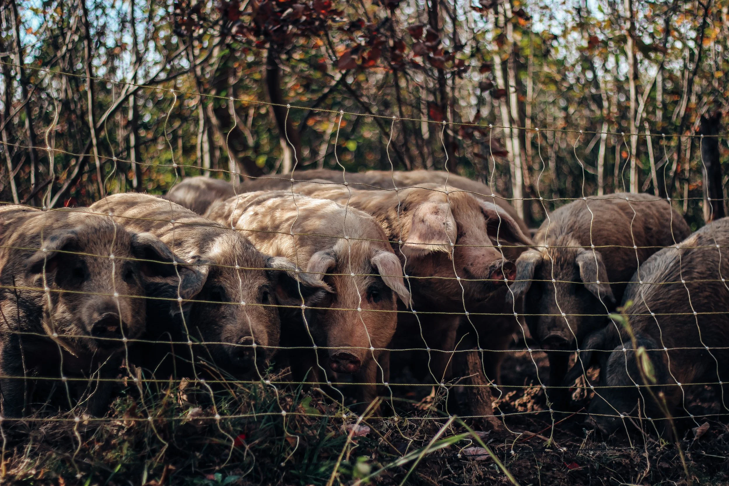 Contact — Bentley Farms