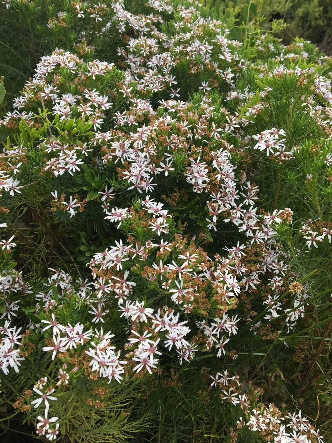 Sticky Daisy-bush — Sandy Point, Victoria