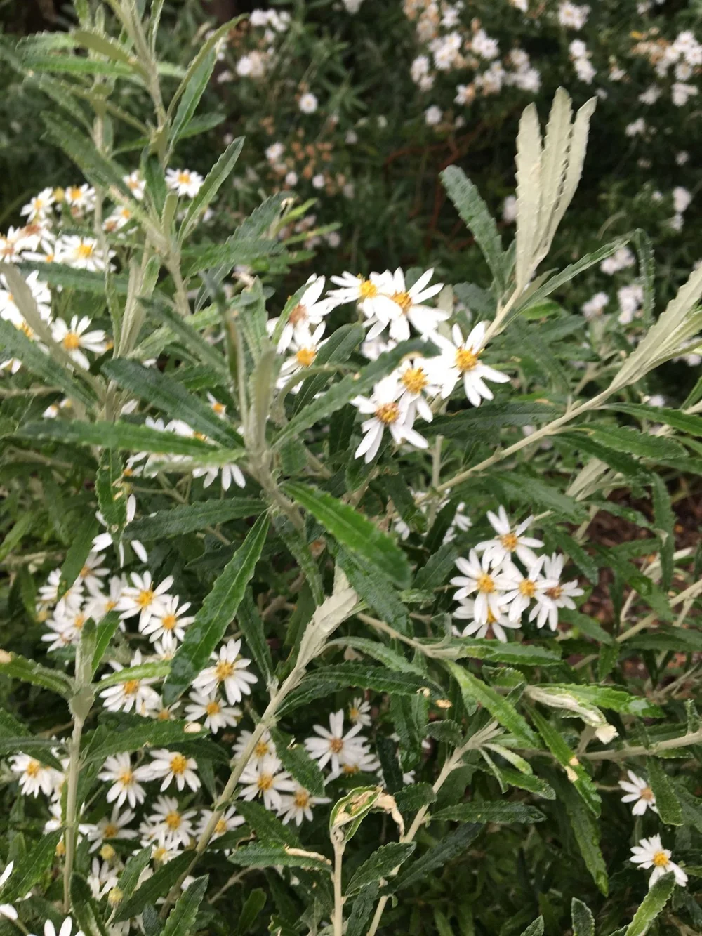 Dusty Daisy-bush — Sandy Point, Victoria