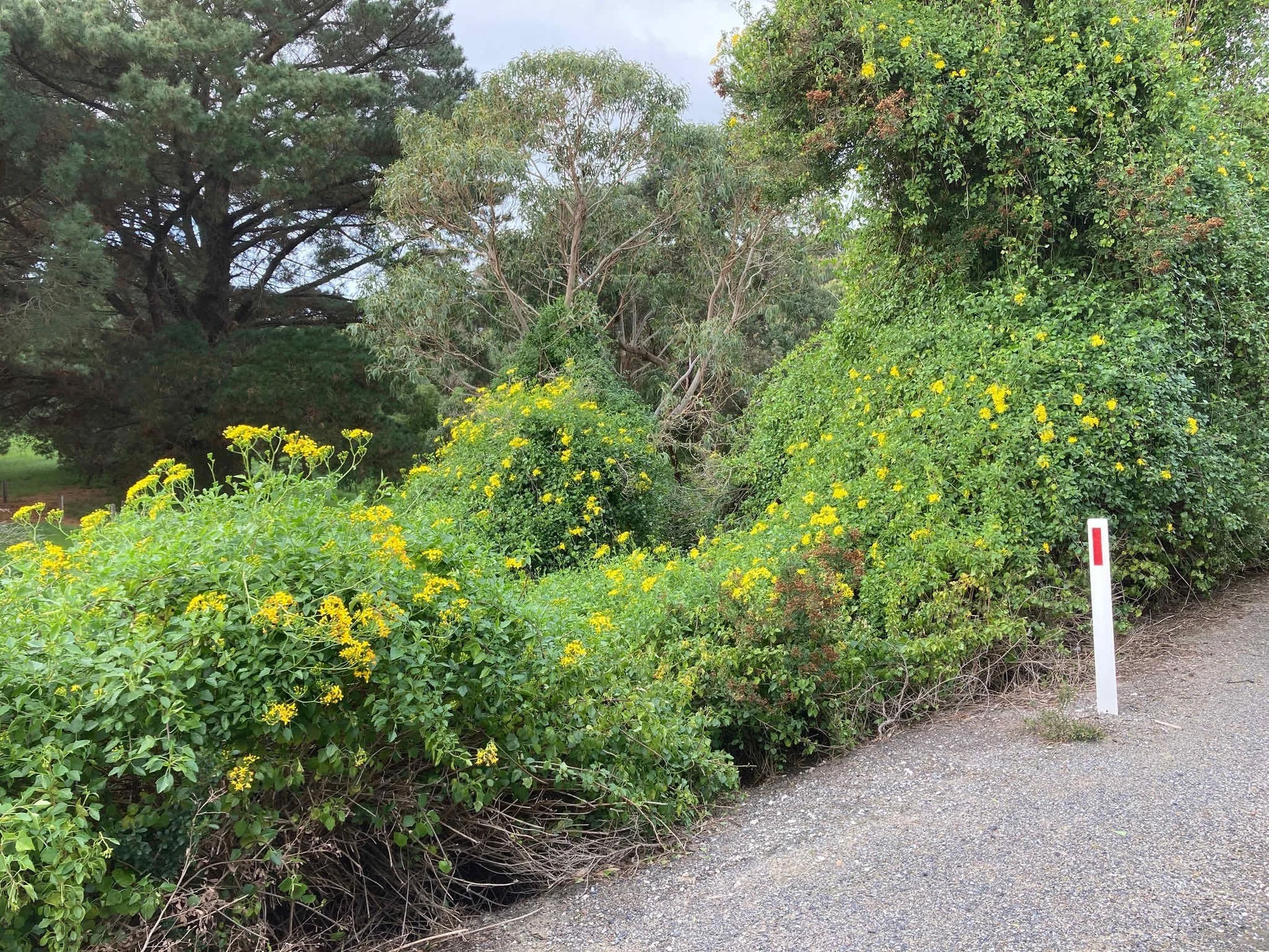 Climbing Groundsel / Cape Ivy (weed) — Sandy Point, Victoria