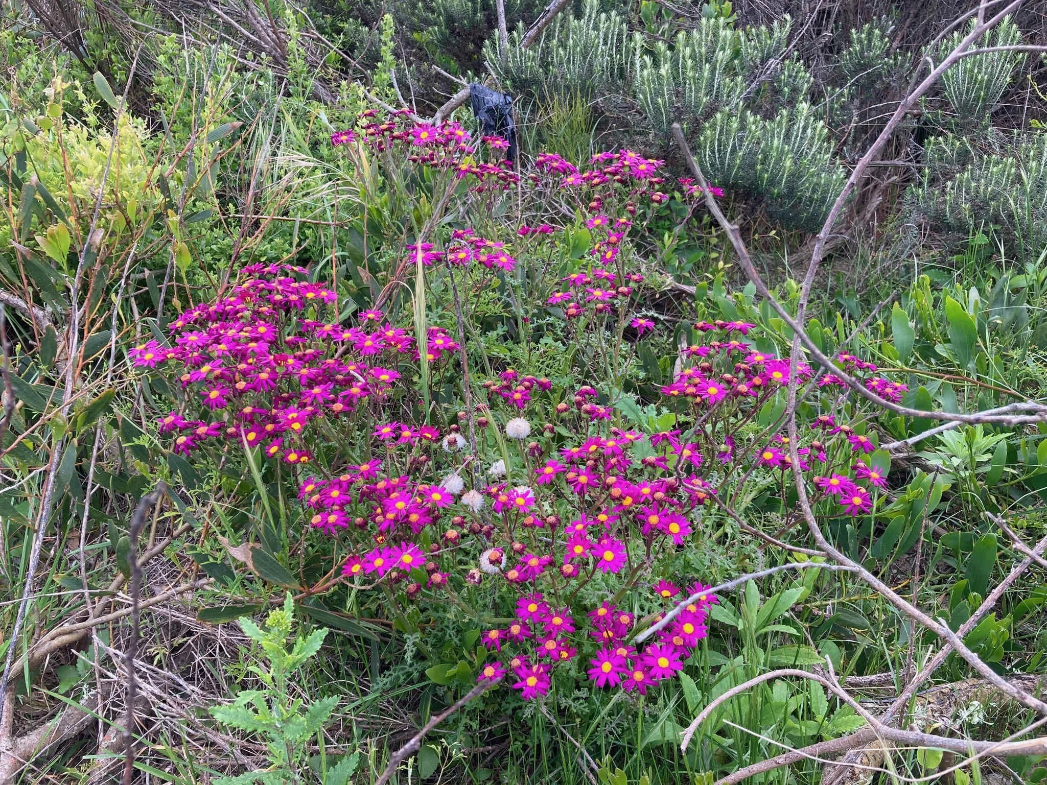 Purple Ragwort / Purple Groundsel (weed) — Sandy Point, Victoria