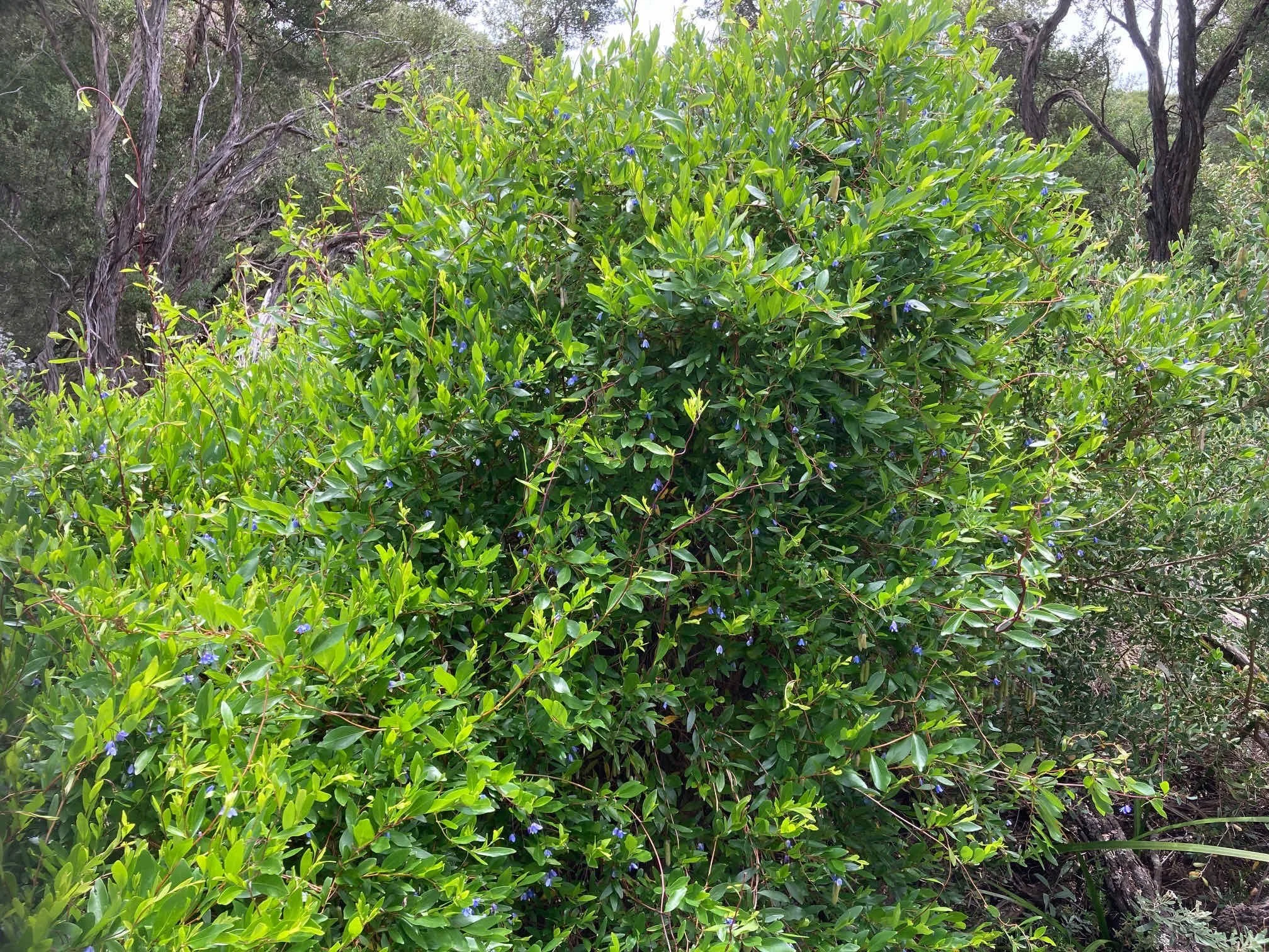 Bluebell Creeper / Western Australian Bluebell (weed) — Sandy Point ...