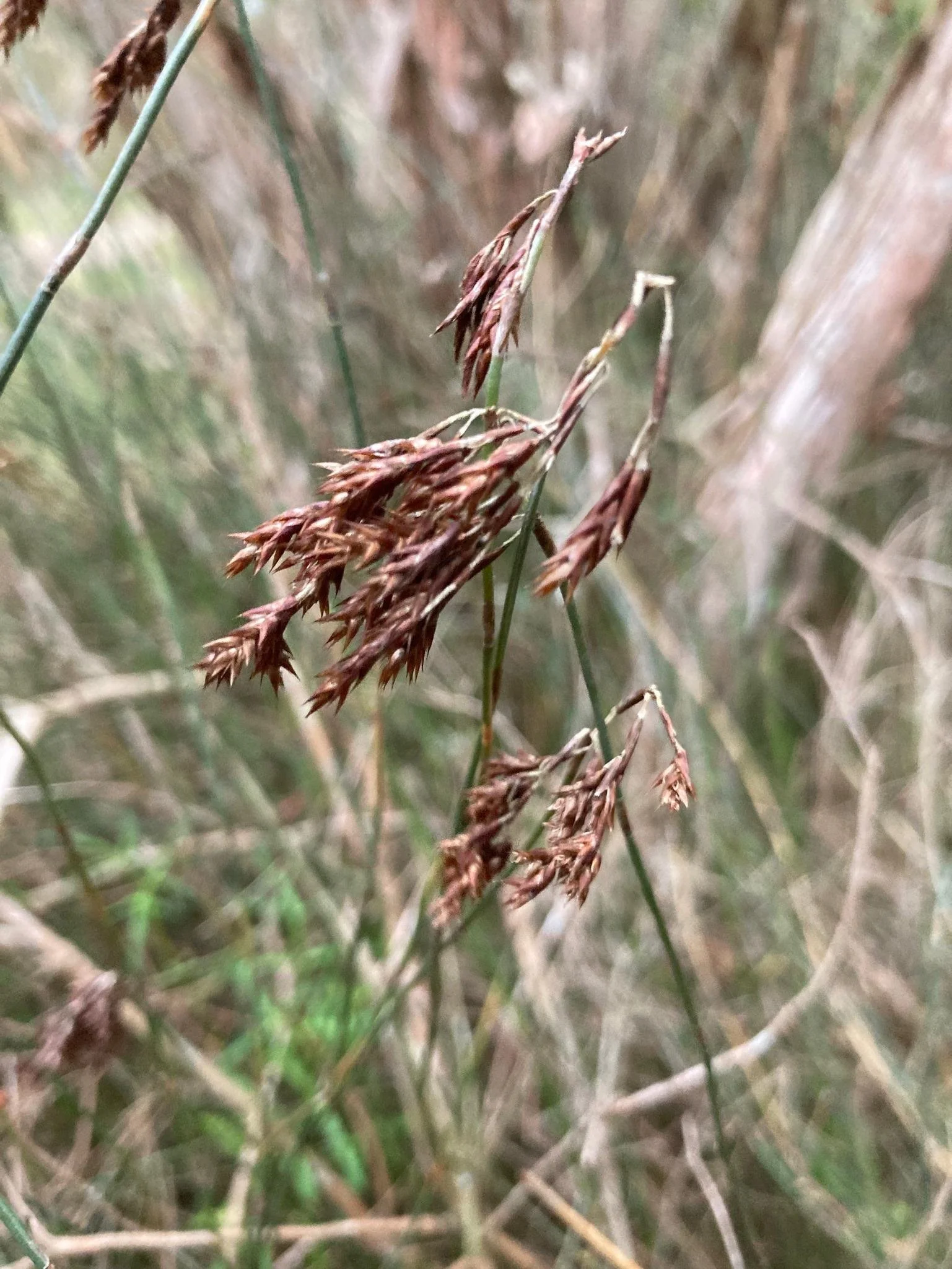 Coarse Twine-rush — Sandy Point, Victoria