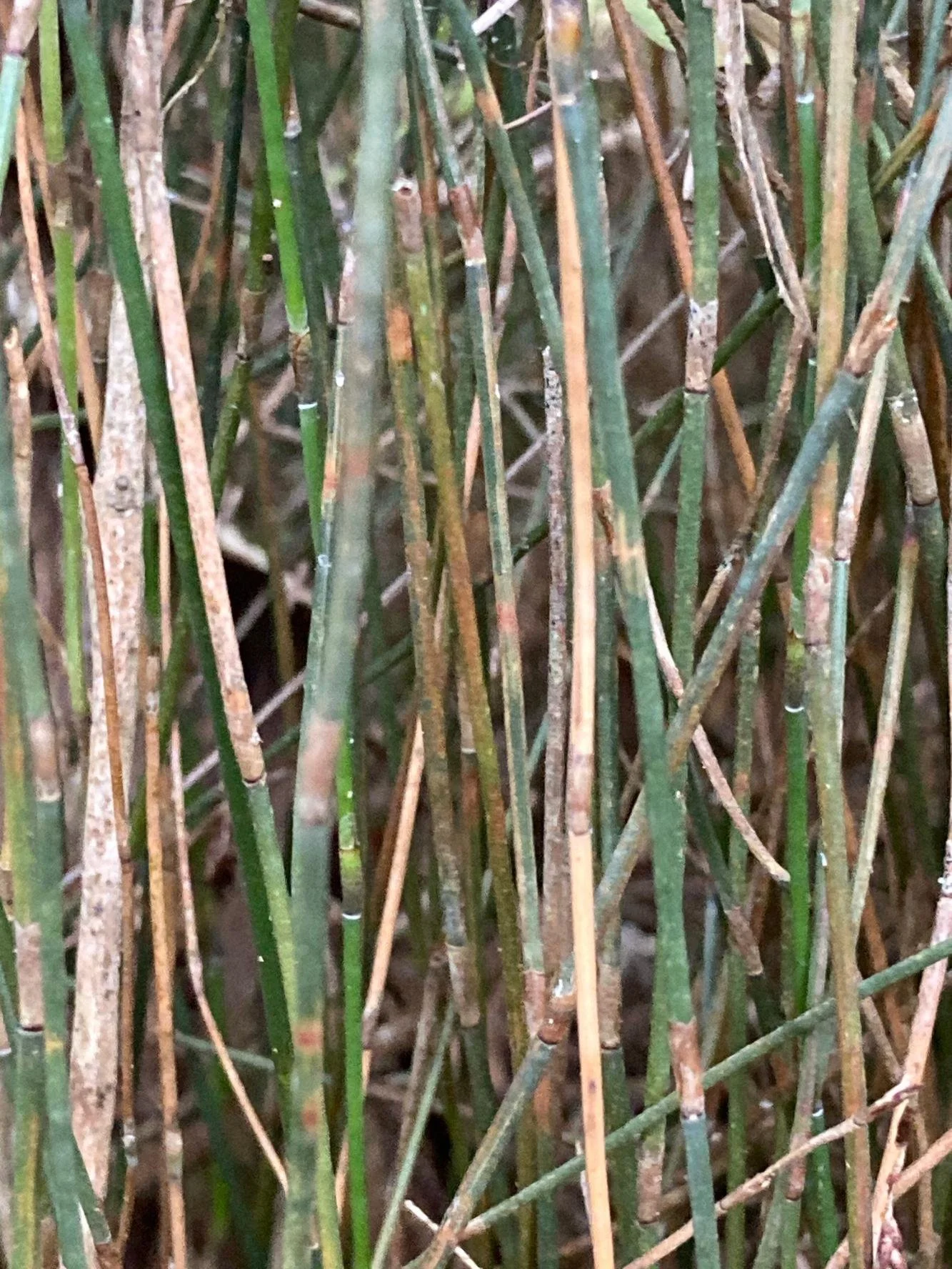 Coarse Twine-rush — Sandy Point, Victoria