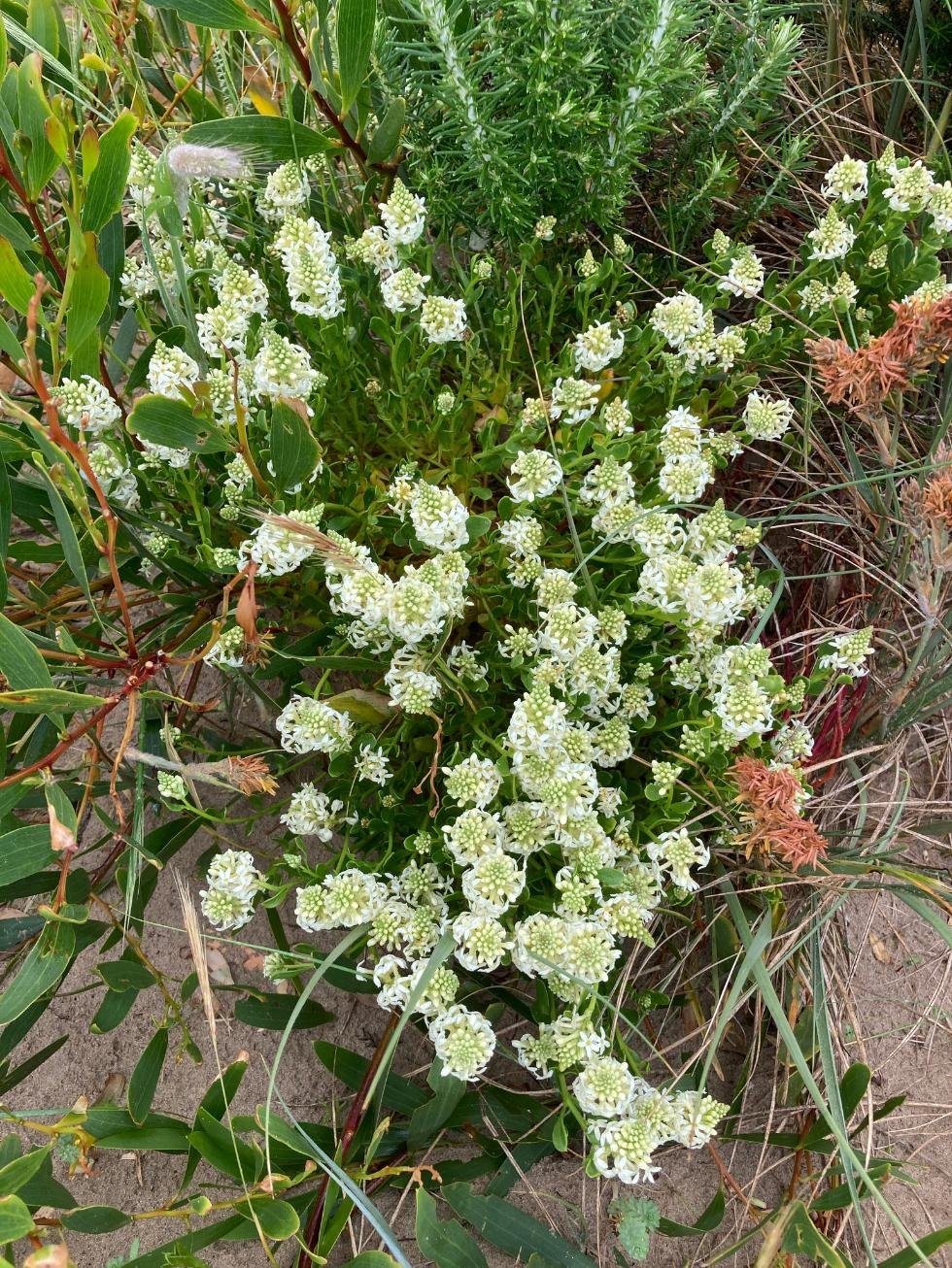 Coast Stackhousia — Sandy Point, Victoria