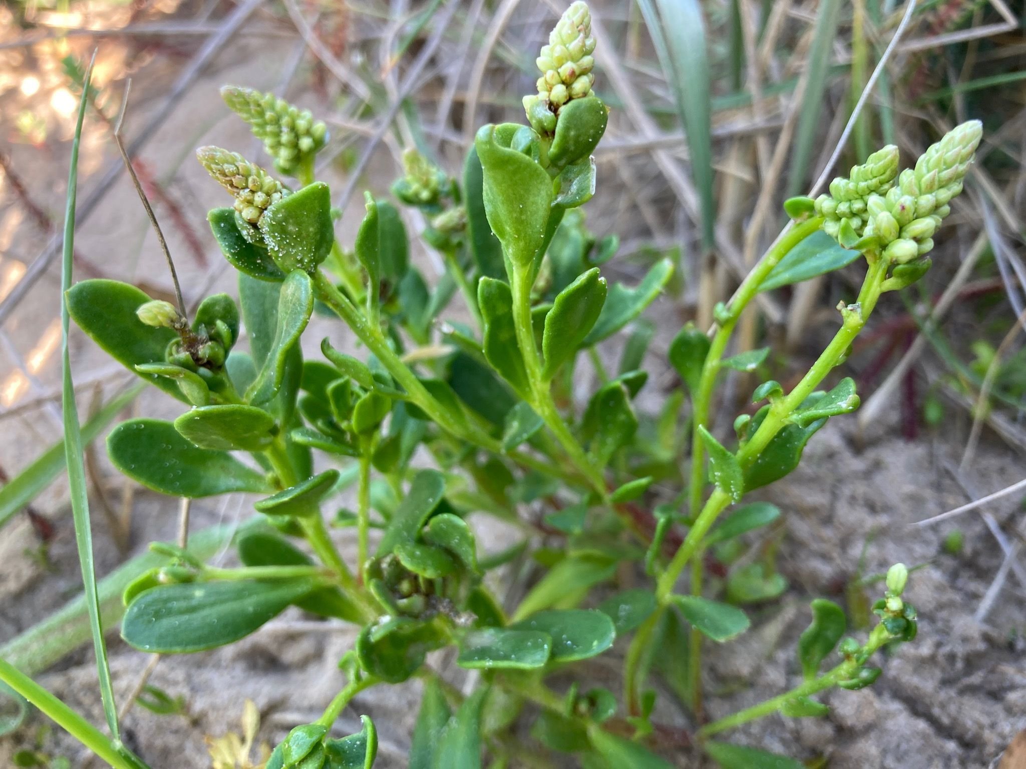 Coast Stackhousia — Sandy Point, Victoria