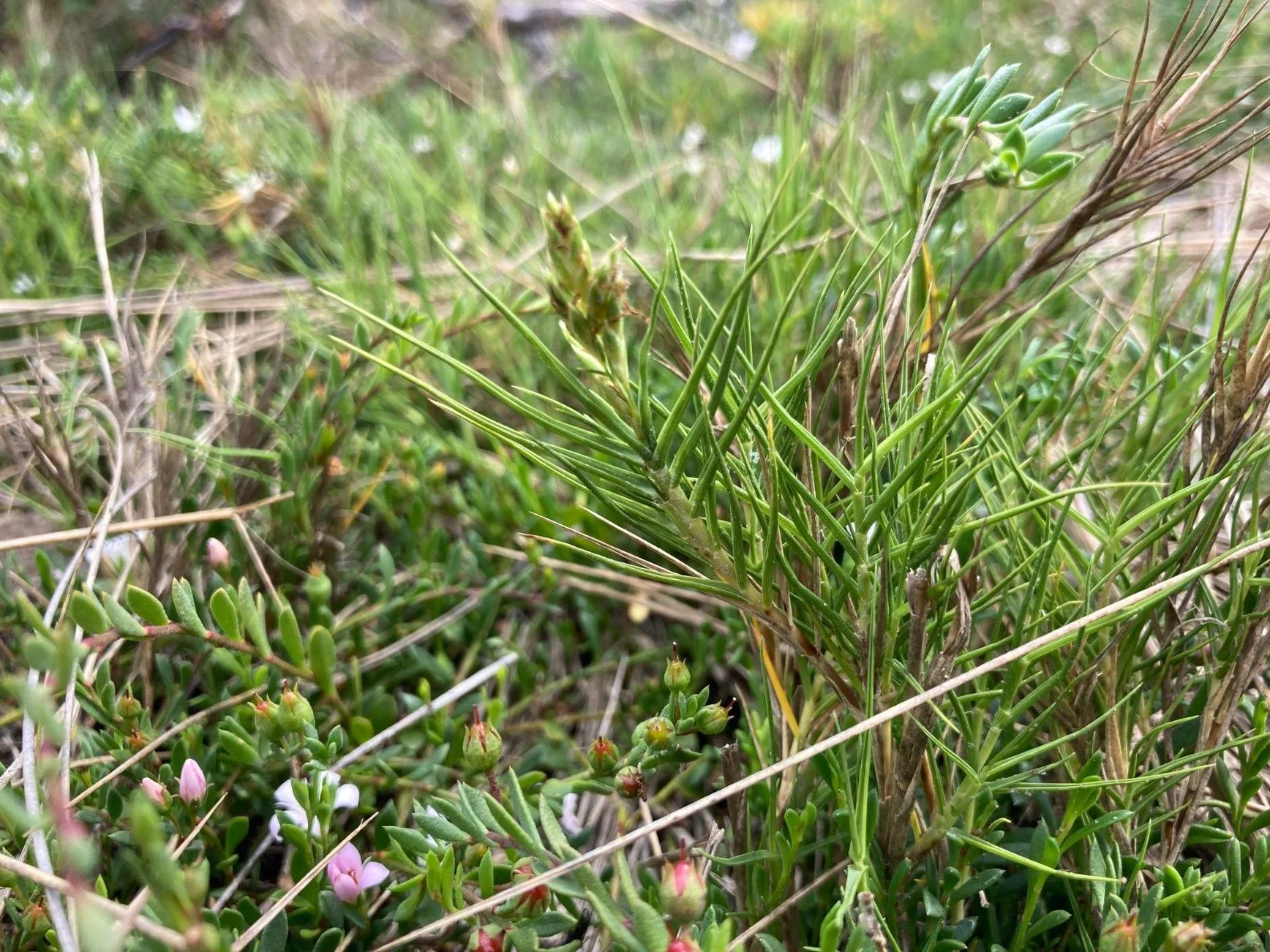 Australian Salt-grass — Sandy Point, Victoria