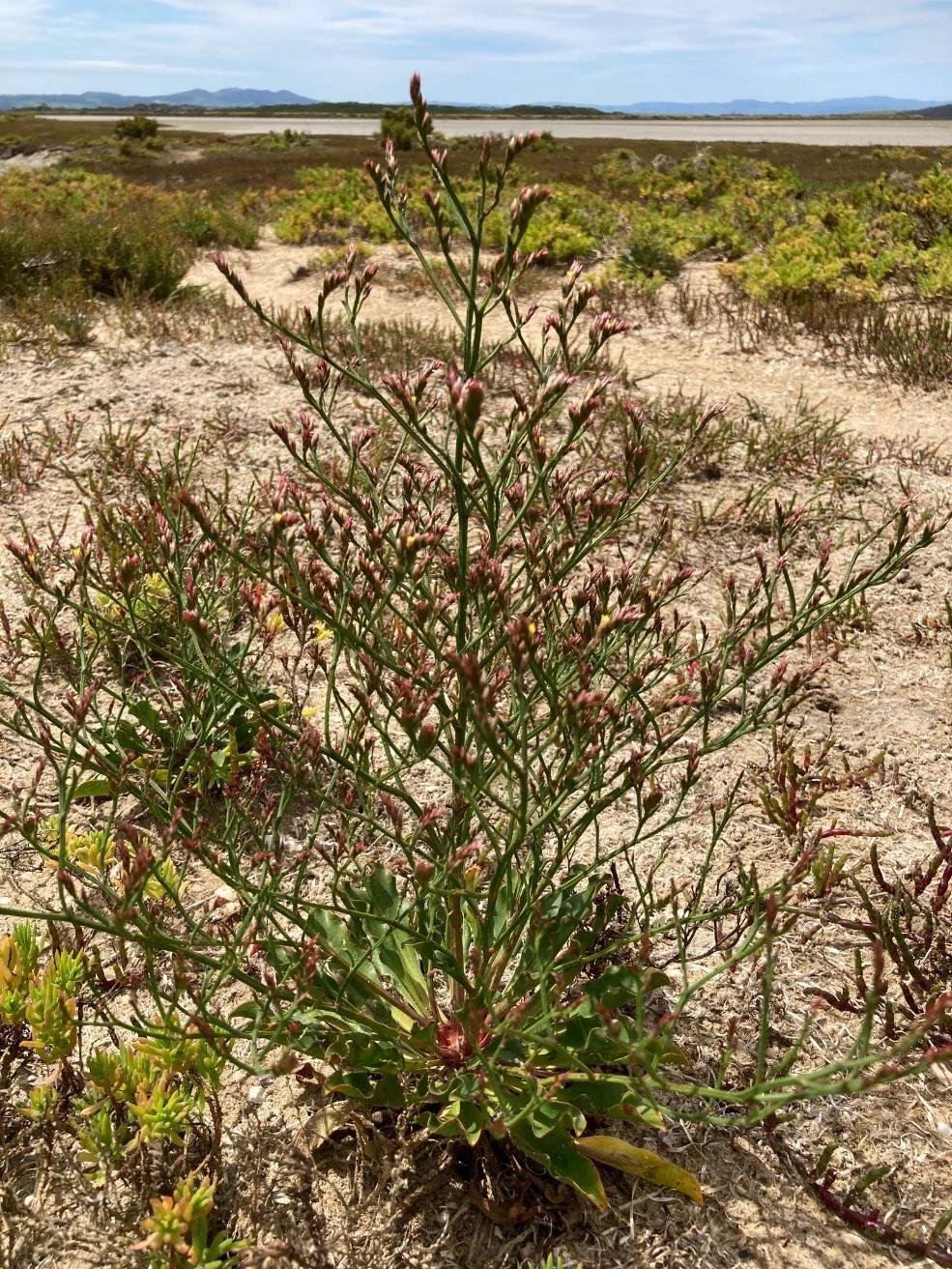Yellow Sea-lavender — Sandy Point, Victoria