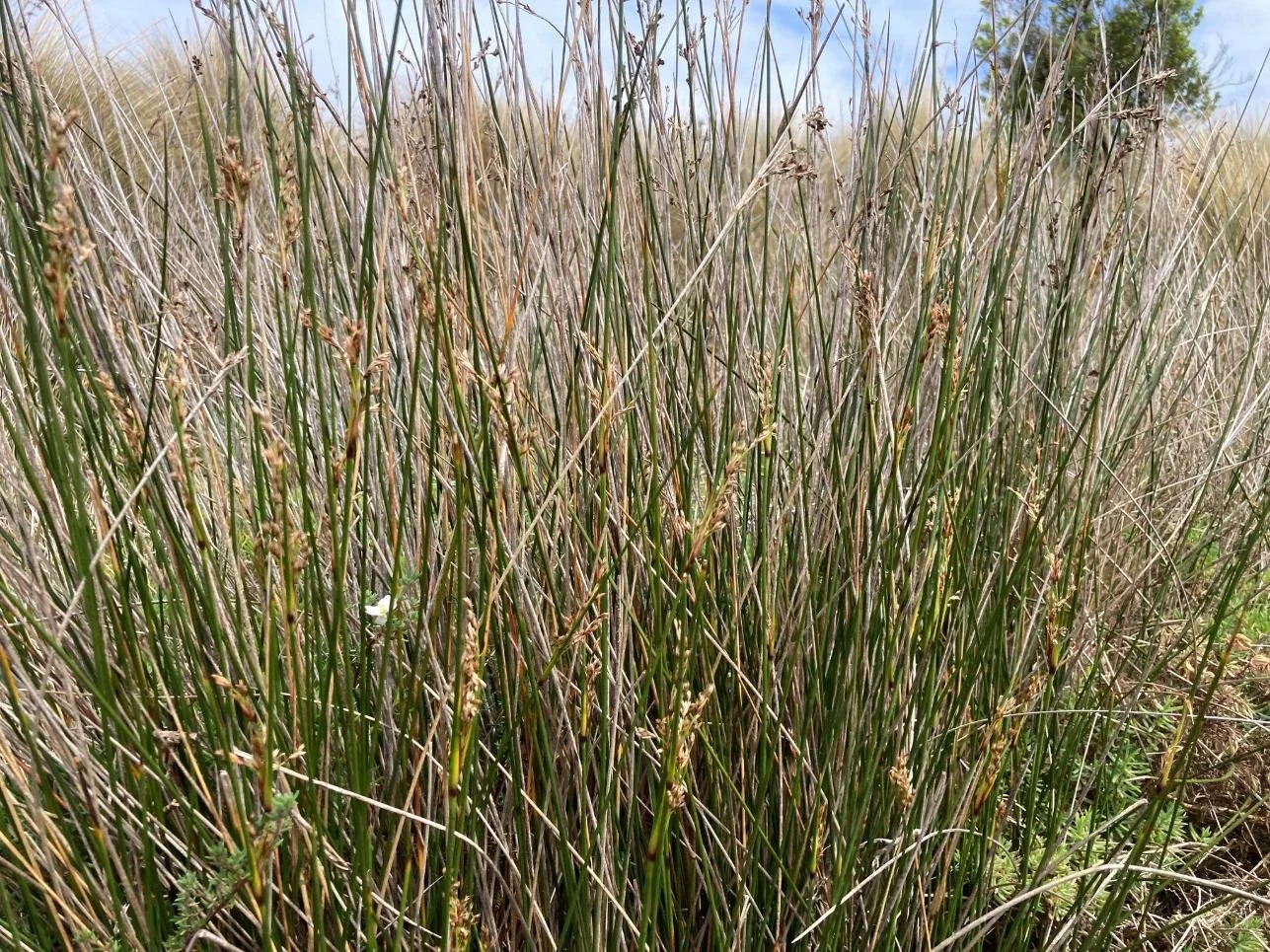 Sea Rush — Sandy Point, Victoria