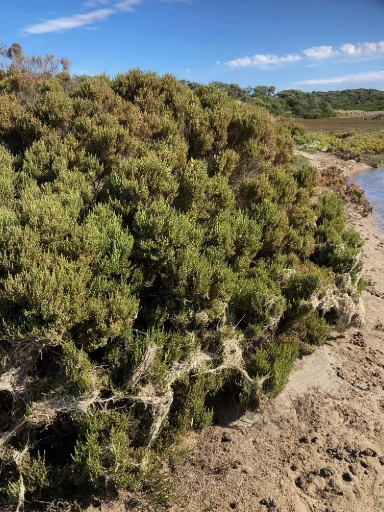 Shrubby Glasswort — Sandy Point, Victoria