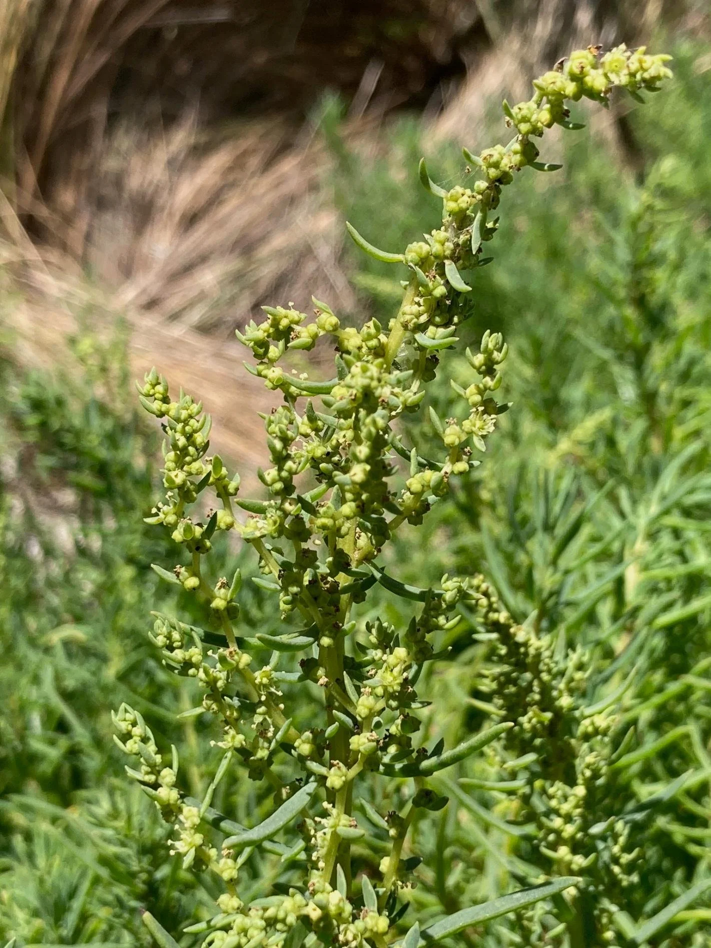 Austral Sea-blite — Sandy Point, Victoria