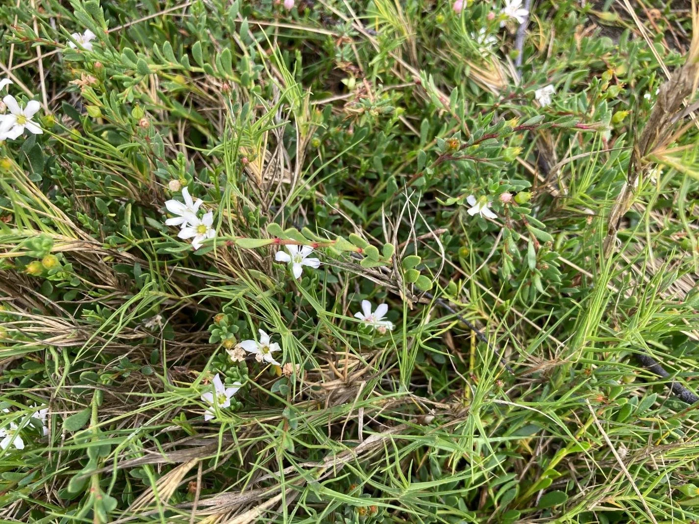 Creeping Brookweed — Sandy Point, Victoria