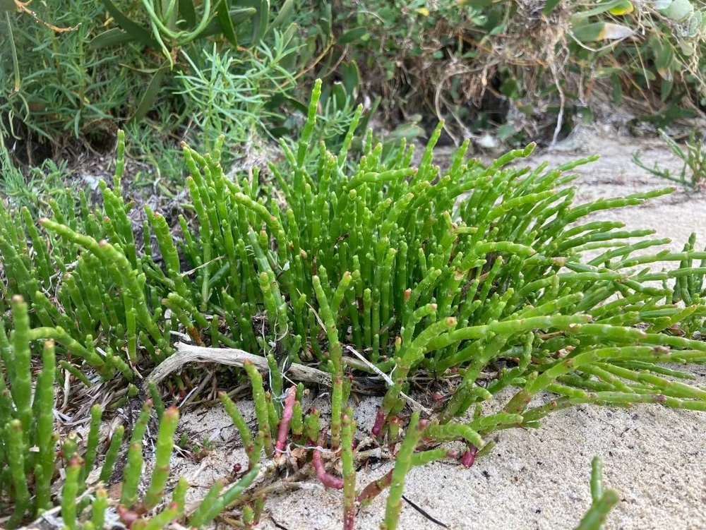 Beaded Glasswort / Samphire — Sandy Point, Victoria