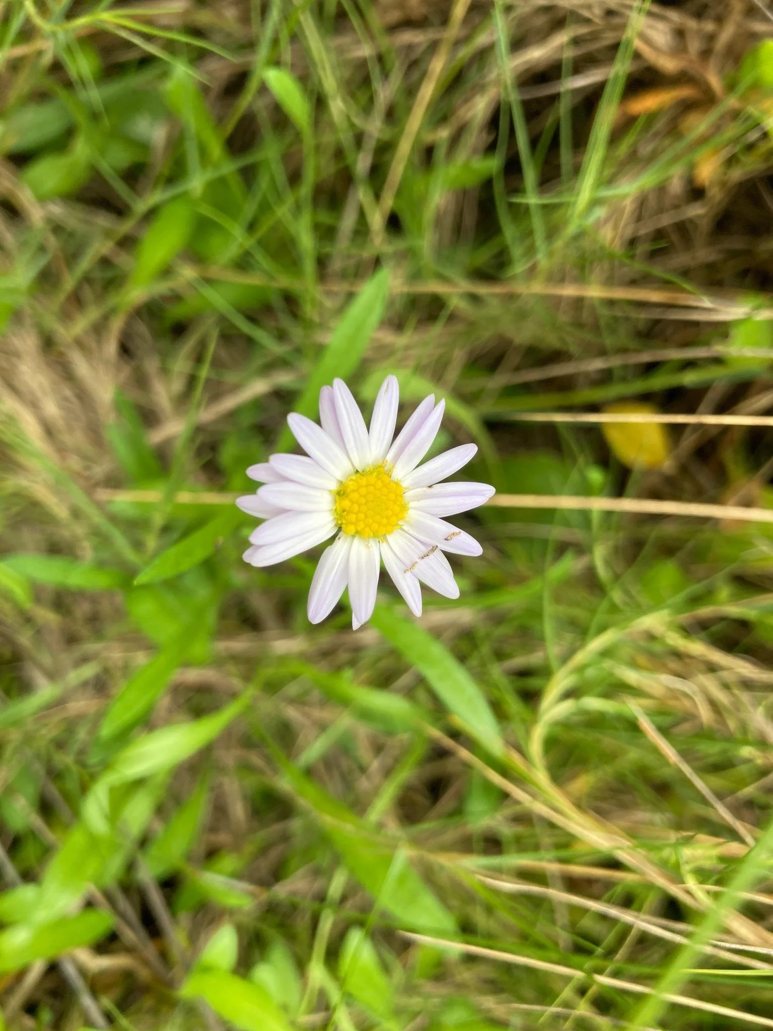 Grass Daisy — Sandy Point, Victoria