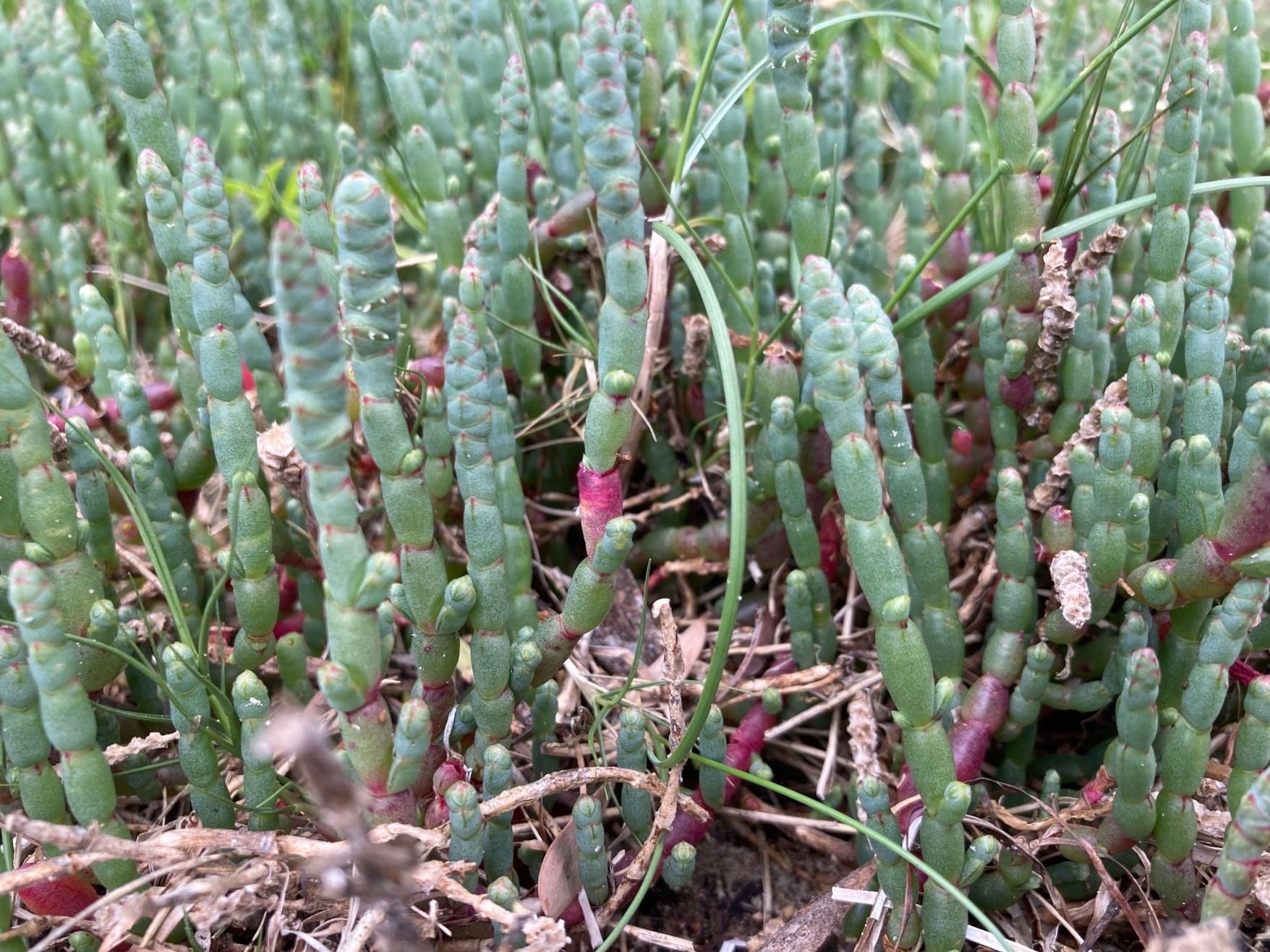 Thick-headed Glasswort — Sandy Point, Victoria