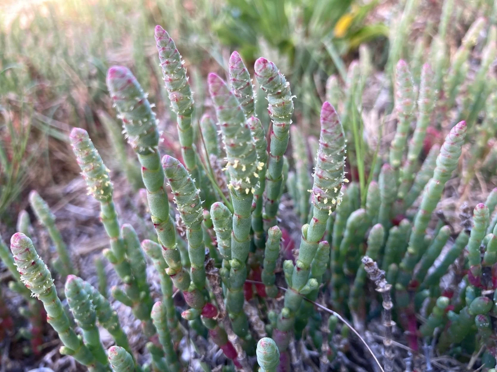 Thick-headed Glasswort — Sandy Point, Victoria