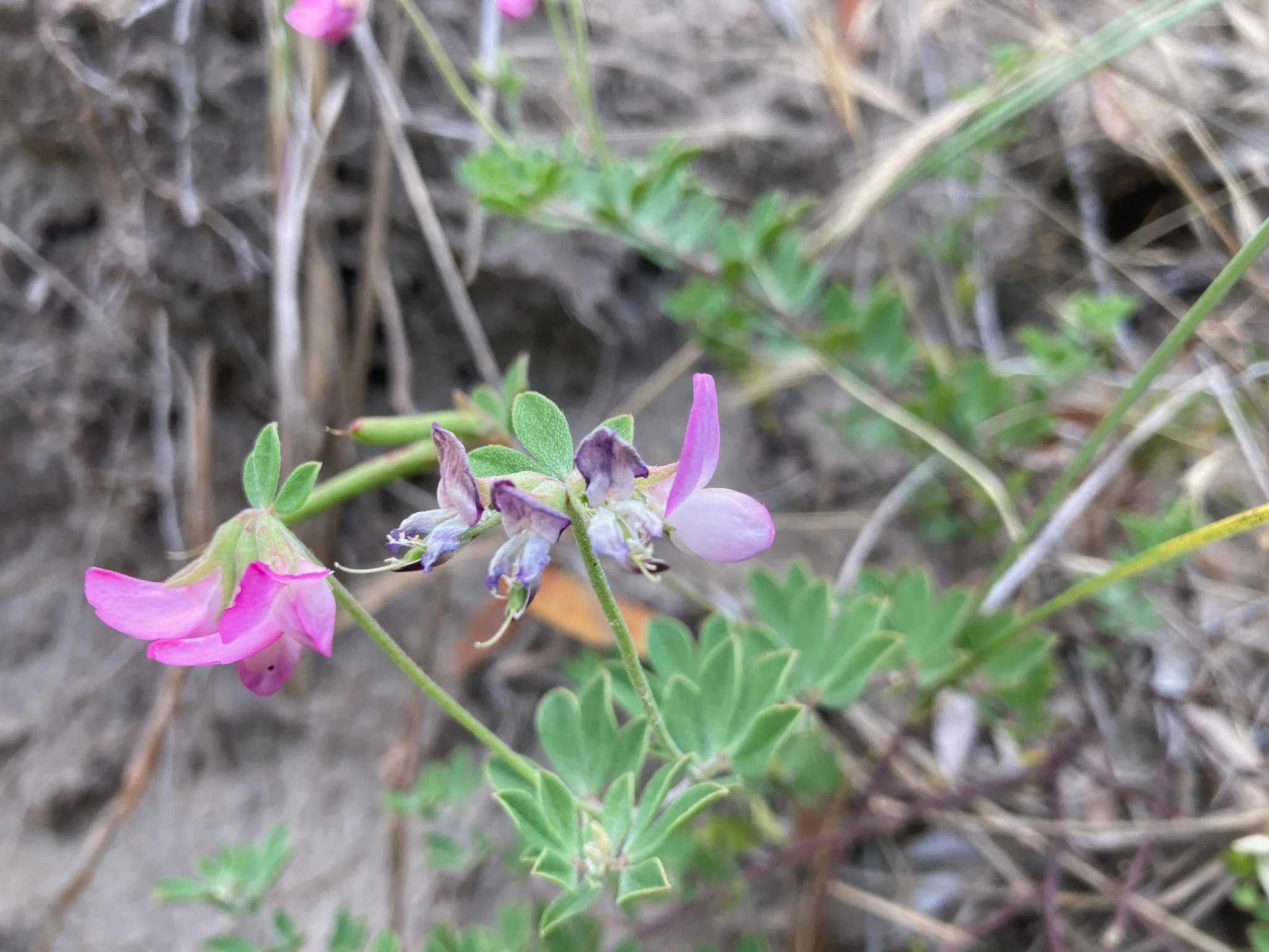 Austral Trefoil — Sandy Point, Victoria